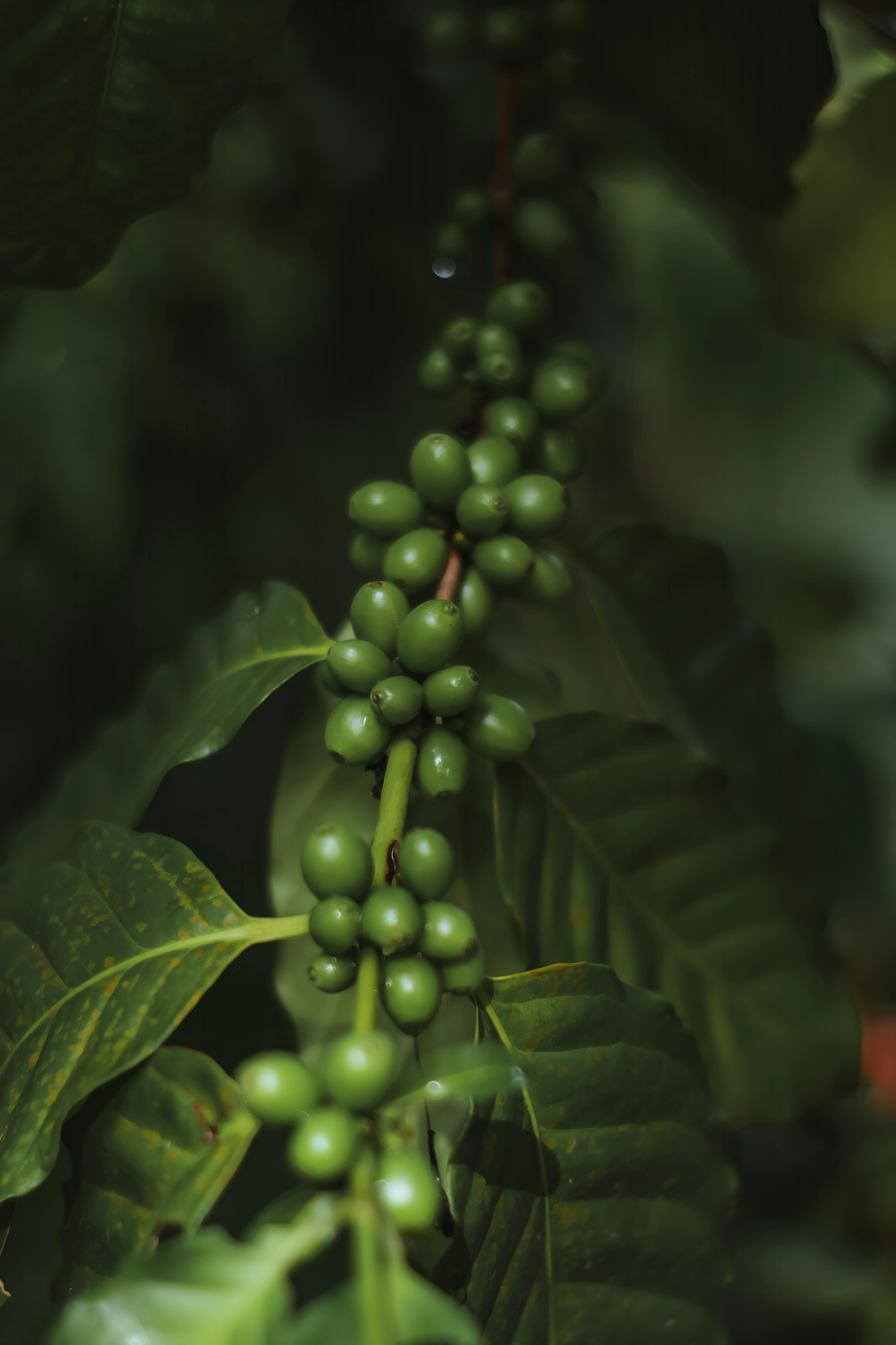 Fruto de café · Free Stock Photo