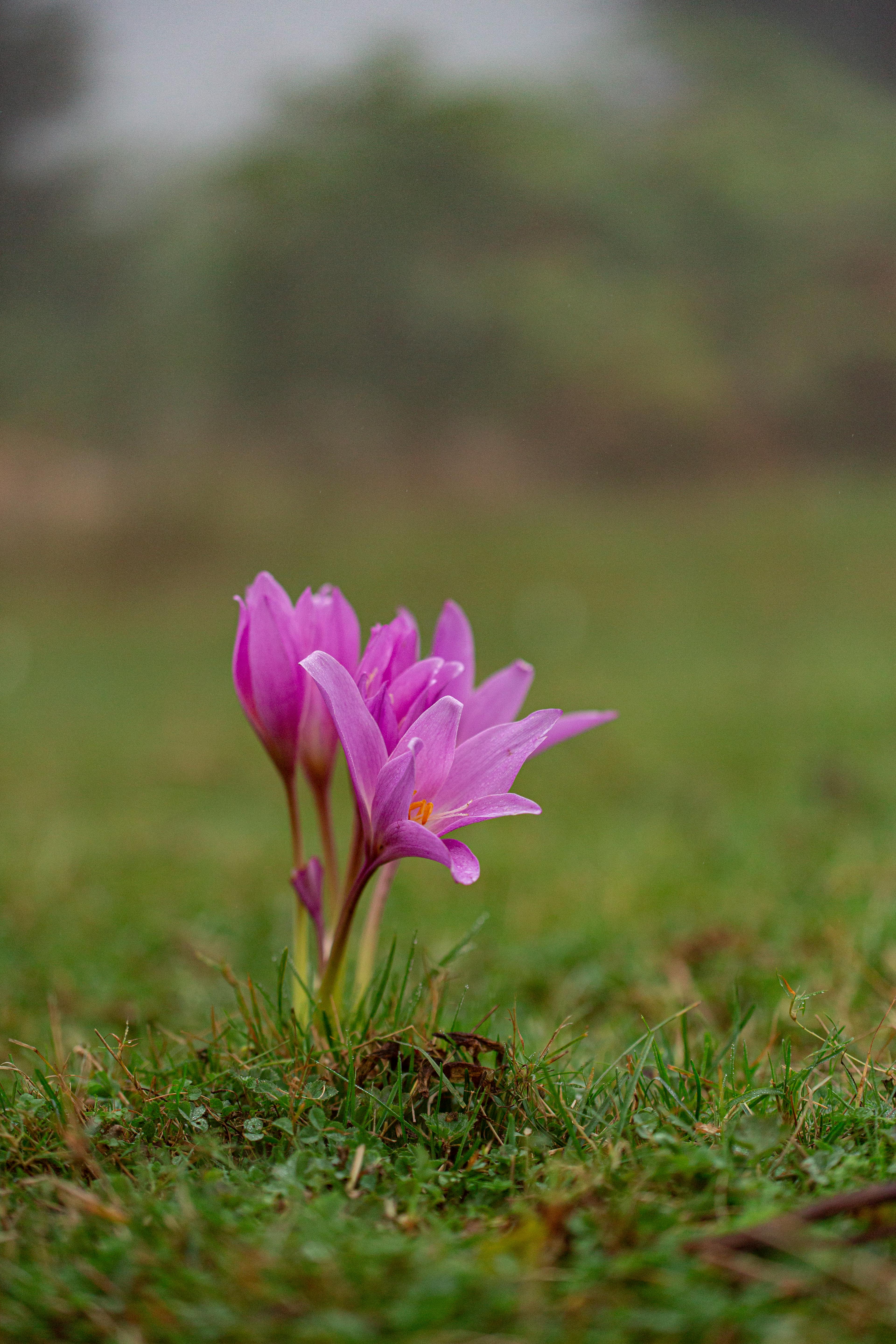 Pink Crocus on Ground · Free Stock Photo