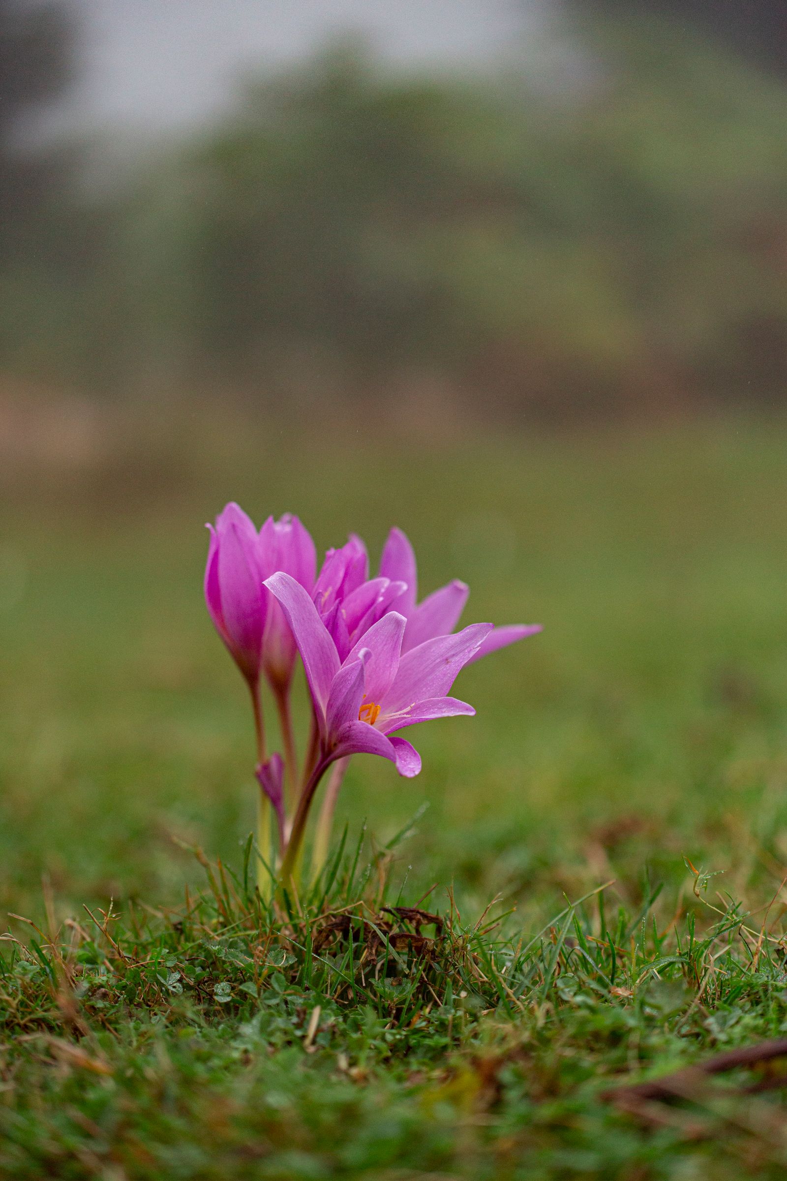 Crocus Pink Photos, Download The BEST Free Crocus Pink Stock Photos ...
