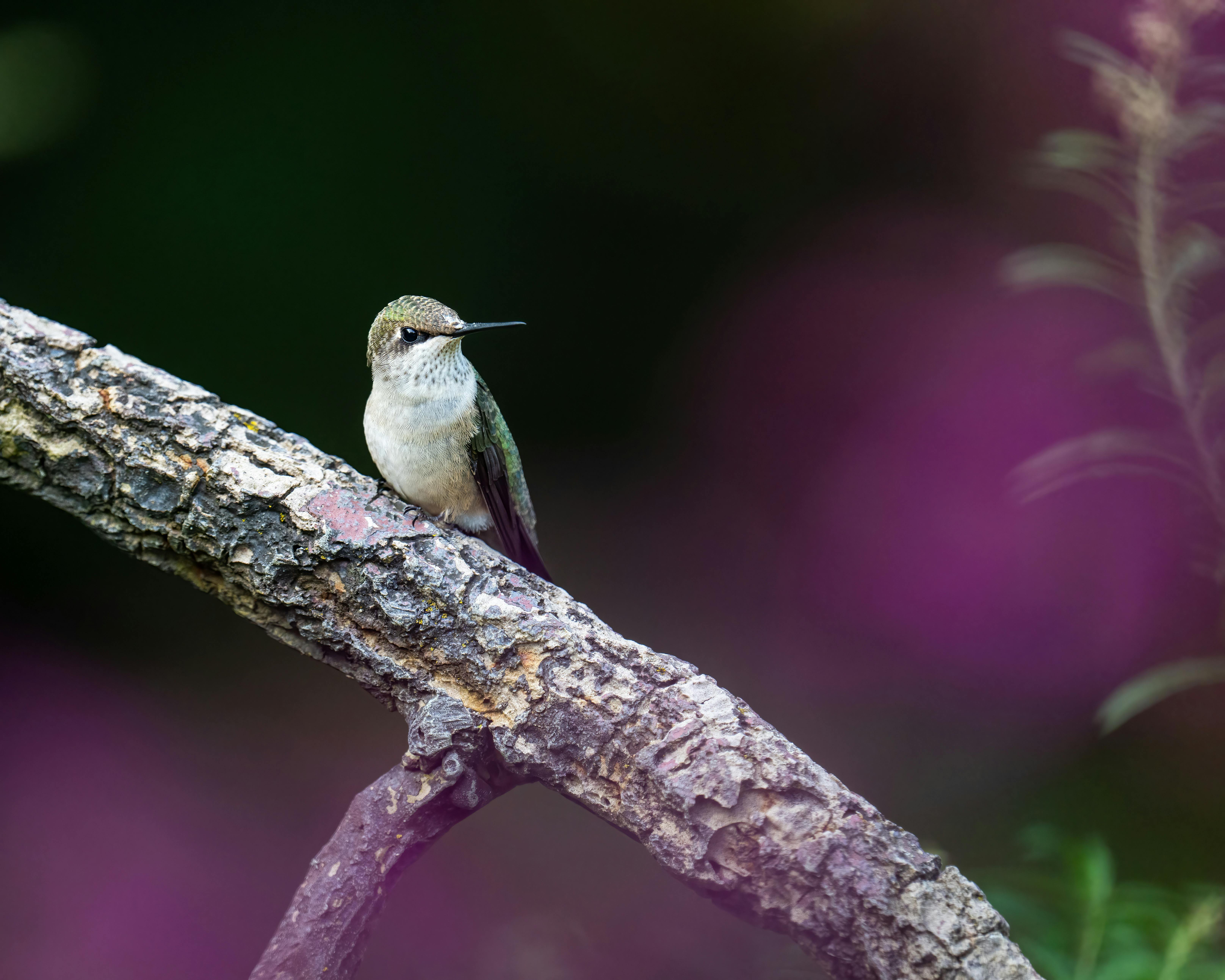 A Hummingbird Sitting on a Tree Branch · Free Stock Photo