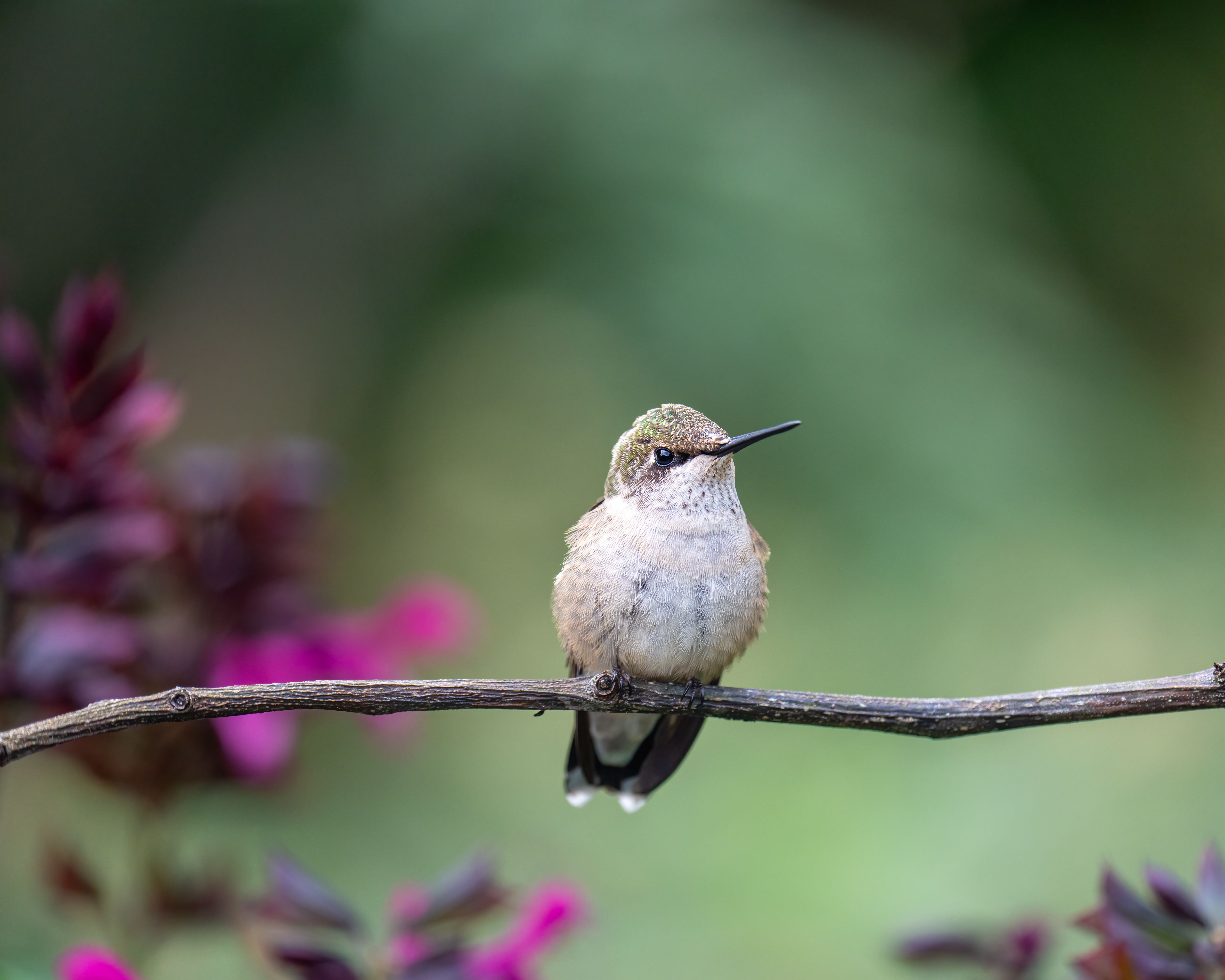 A Hummingbird Sitting on a Tree Branch · Free Stock Photo
