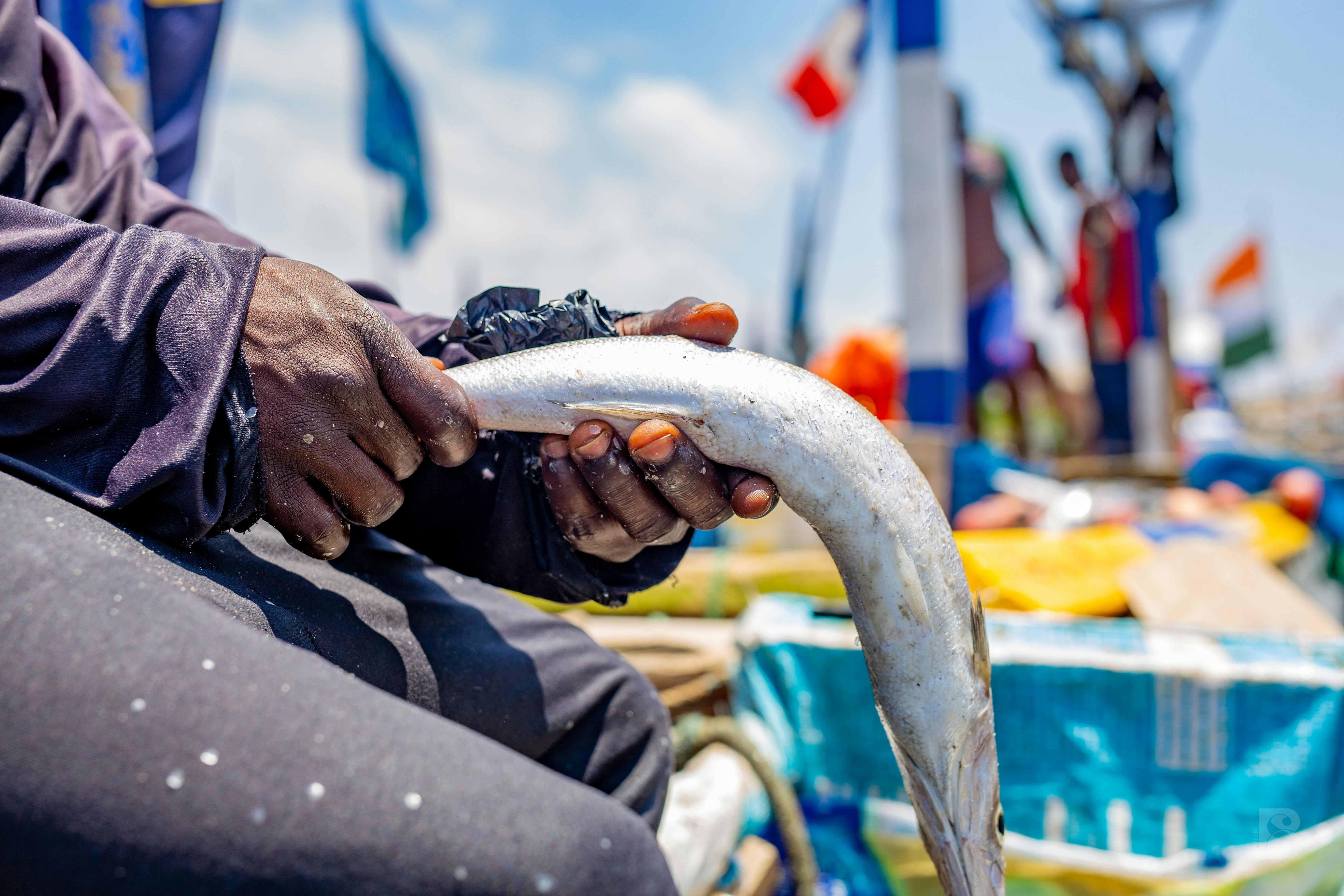 Fisherman Hands Holding Fish · Free Stock Photo