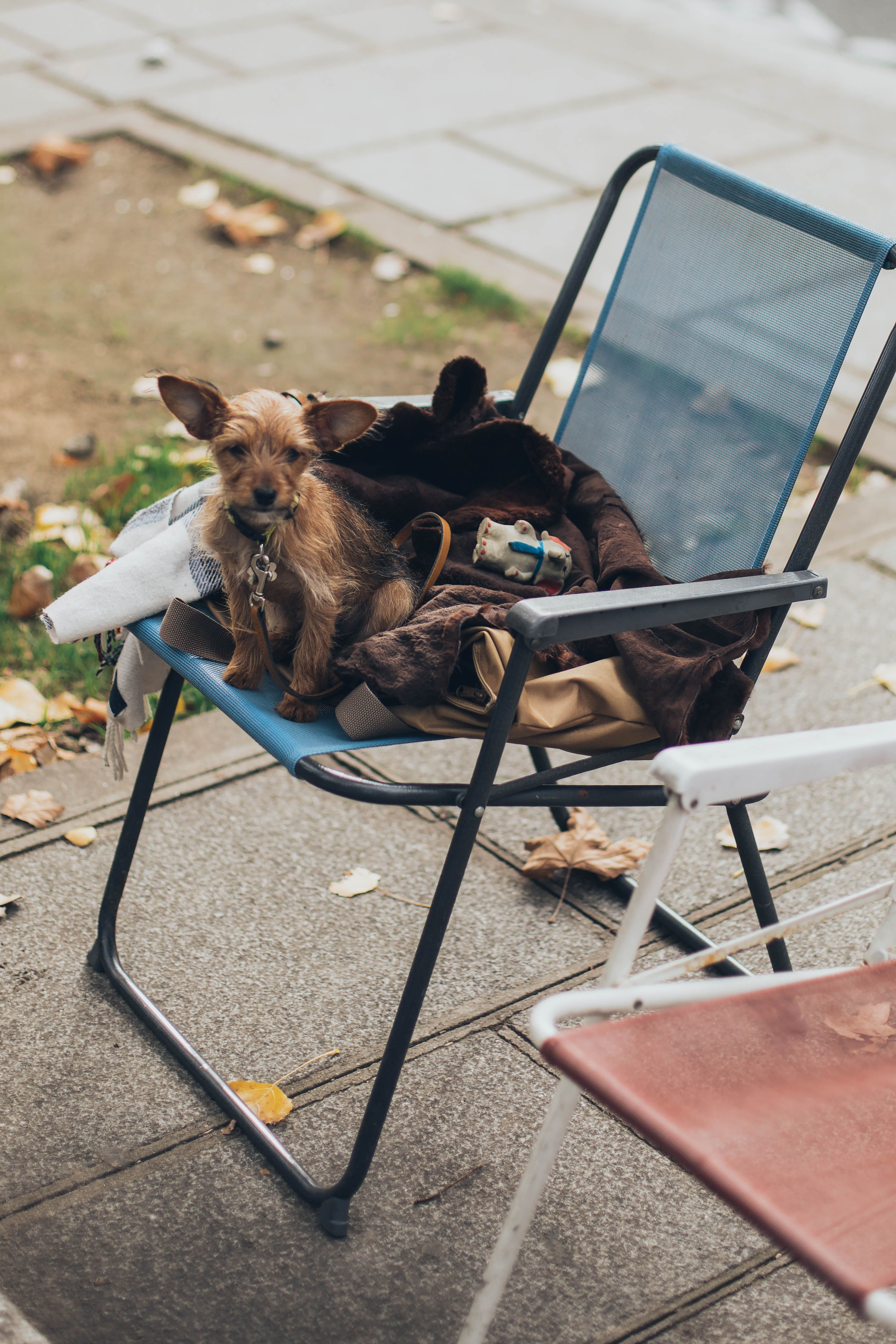Dog on Chair · Free Stock Photo