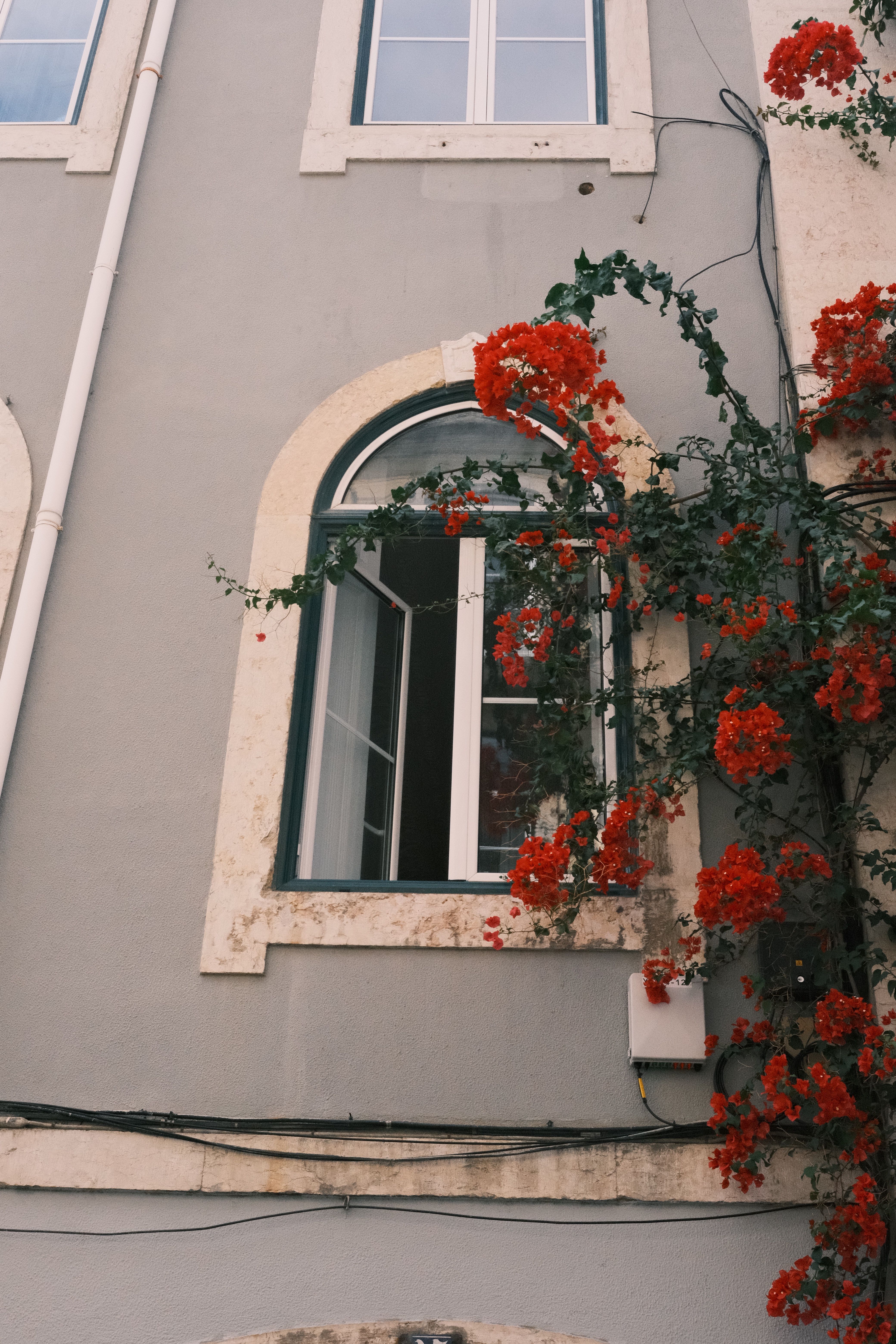 Exterior of a Residential Building and Red Flowers Growing Outside ...