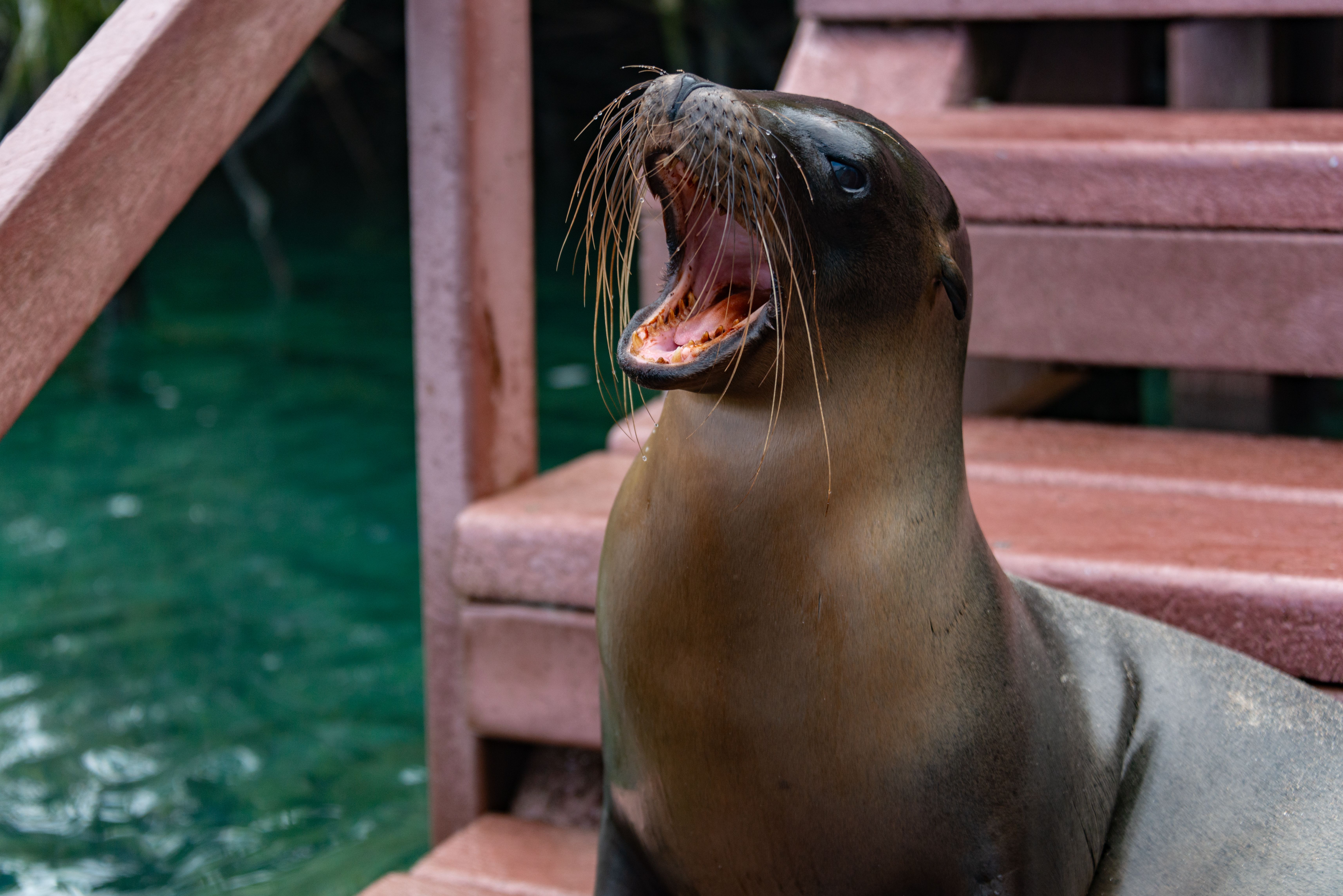 Close up of Yawning Seal · Free Stock Photo