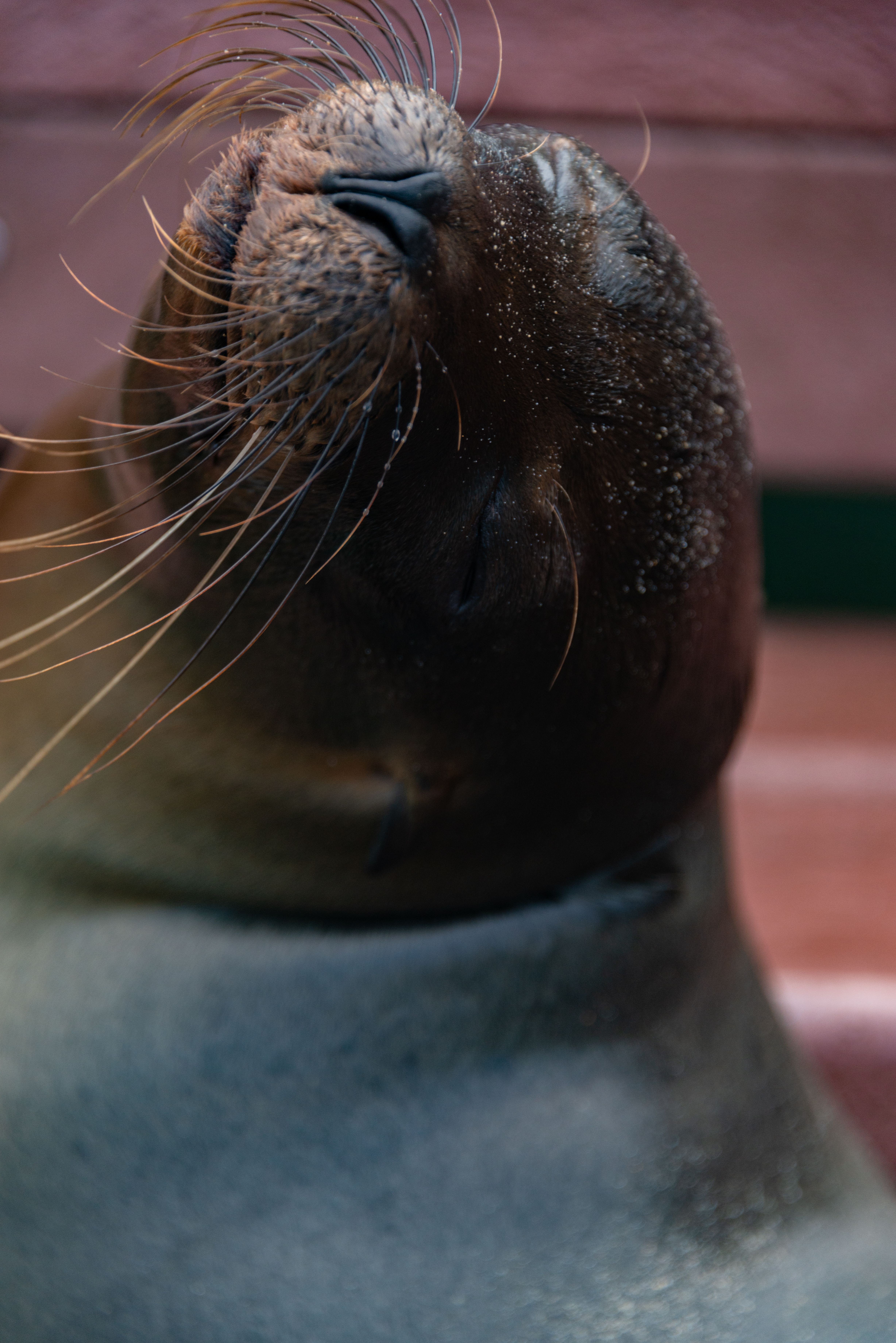 Head of Seal · Free Stock Photo