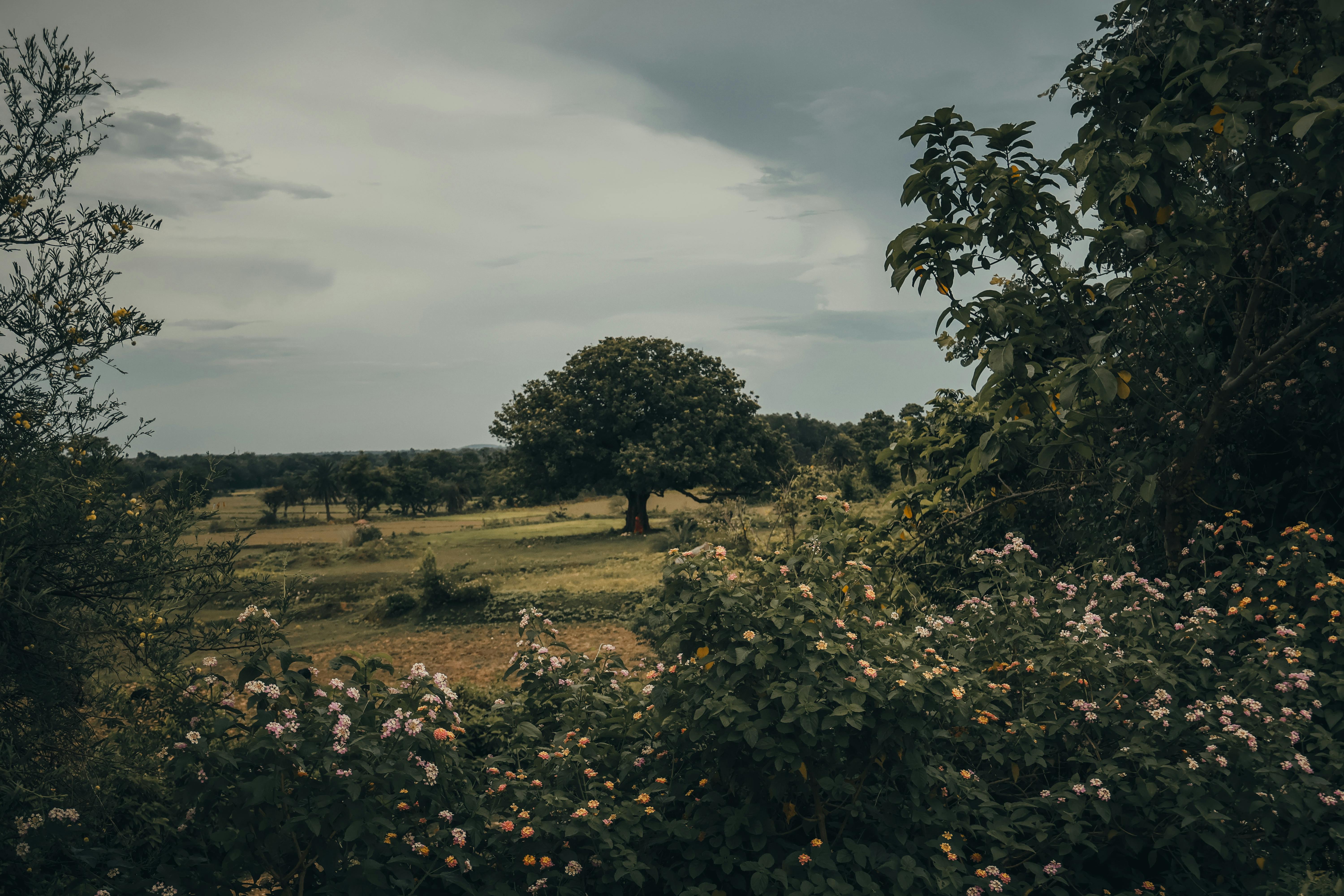 Bushes and Trees on Grassland · Free Stock Photo