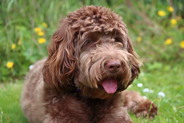 Discovering the Brown Cockapoo: A Comprehensive Breed Guide