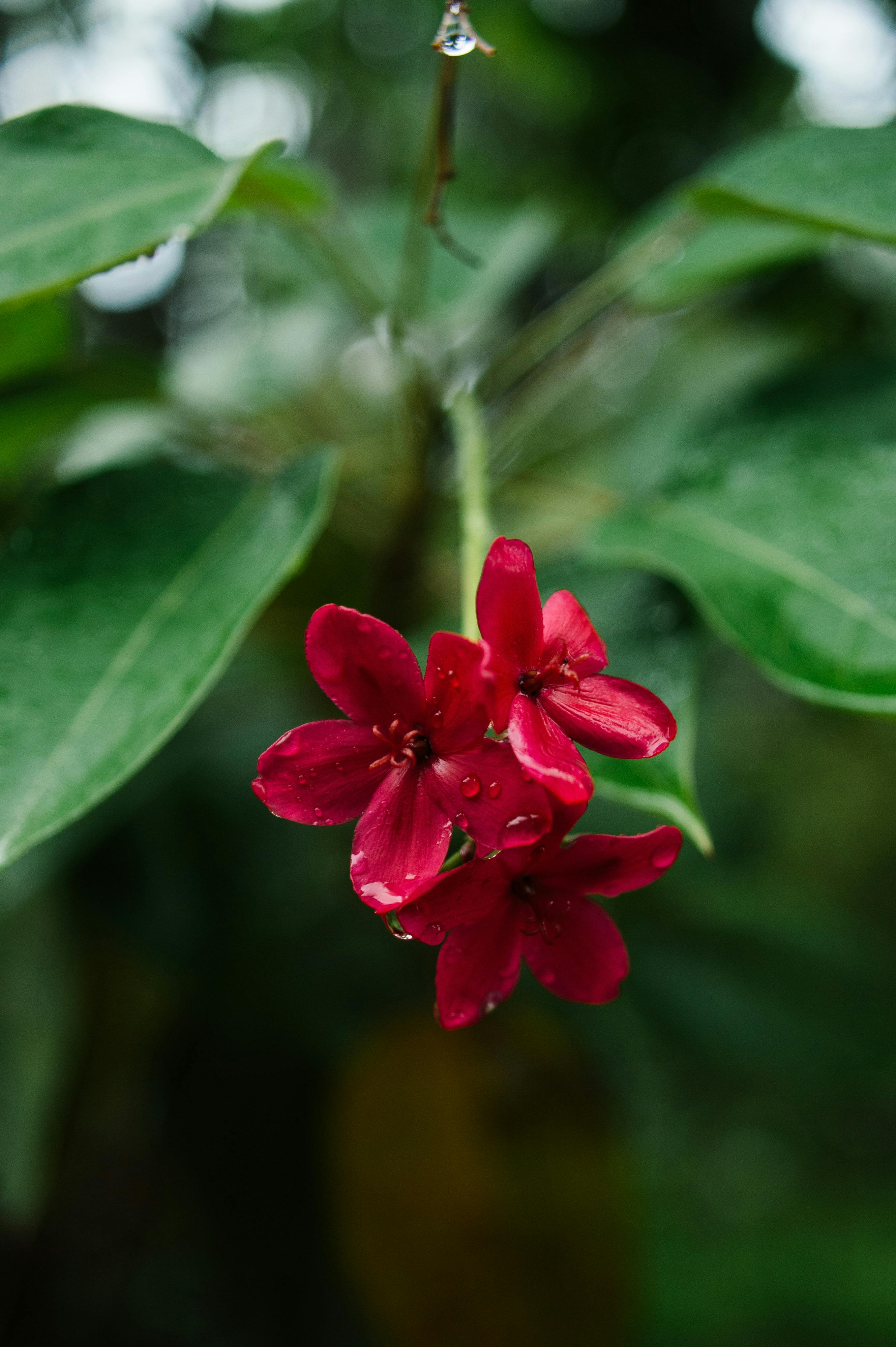 Delicate Red Flowers · Free Stock Photo