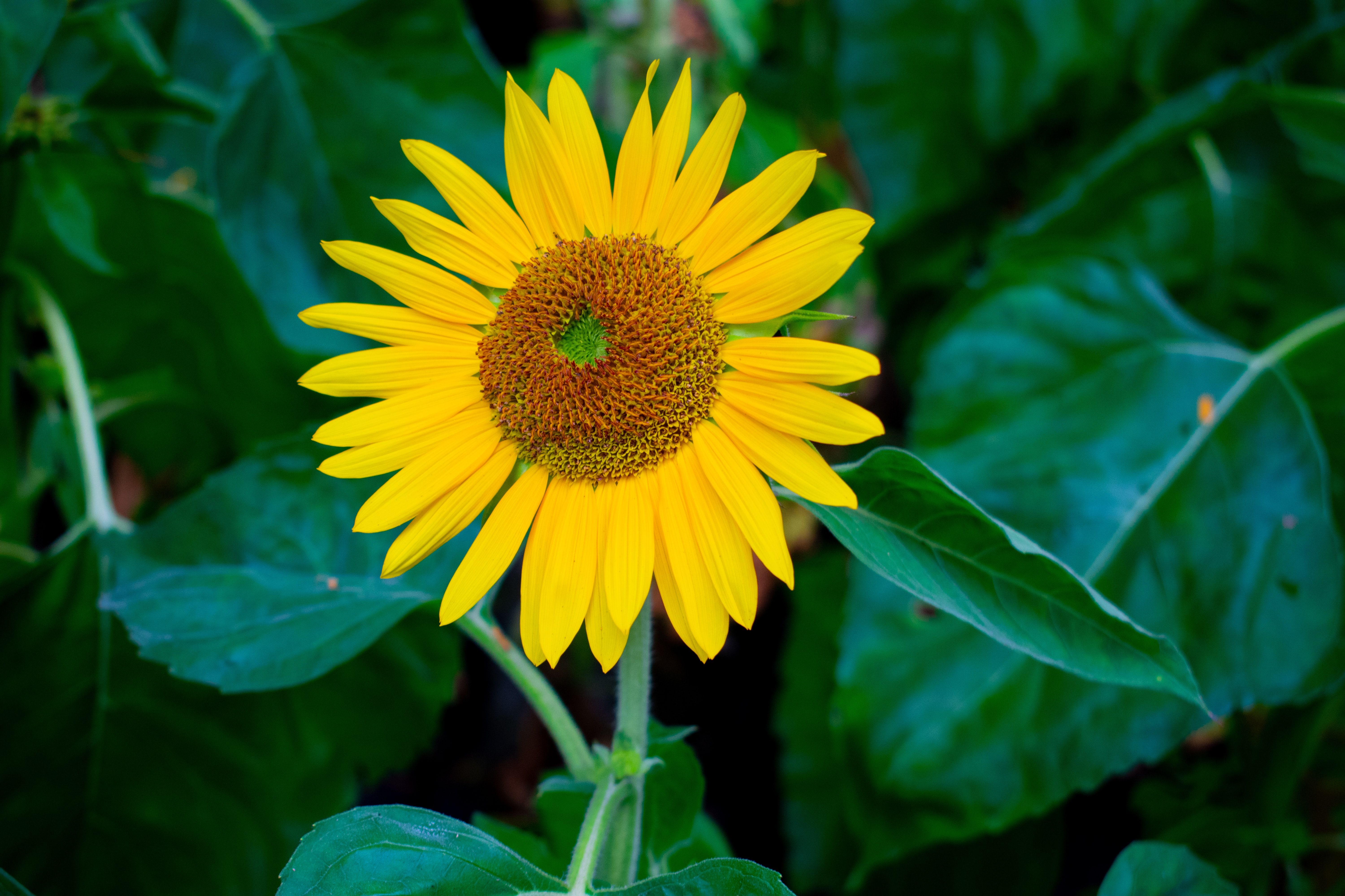 Close up of Sunflower · Free Stock Photo
