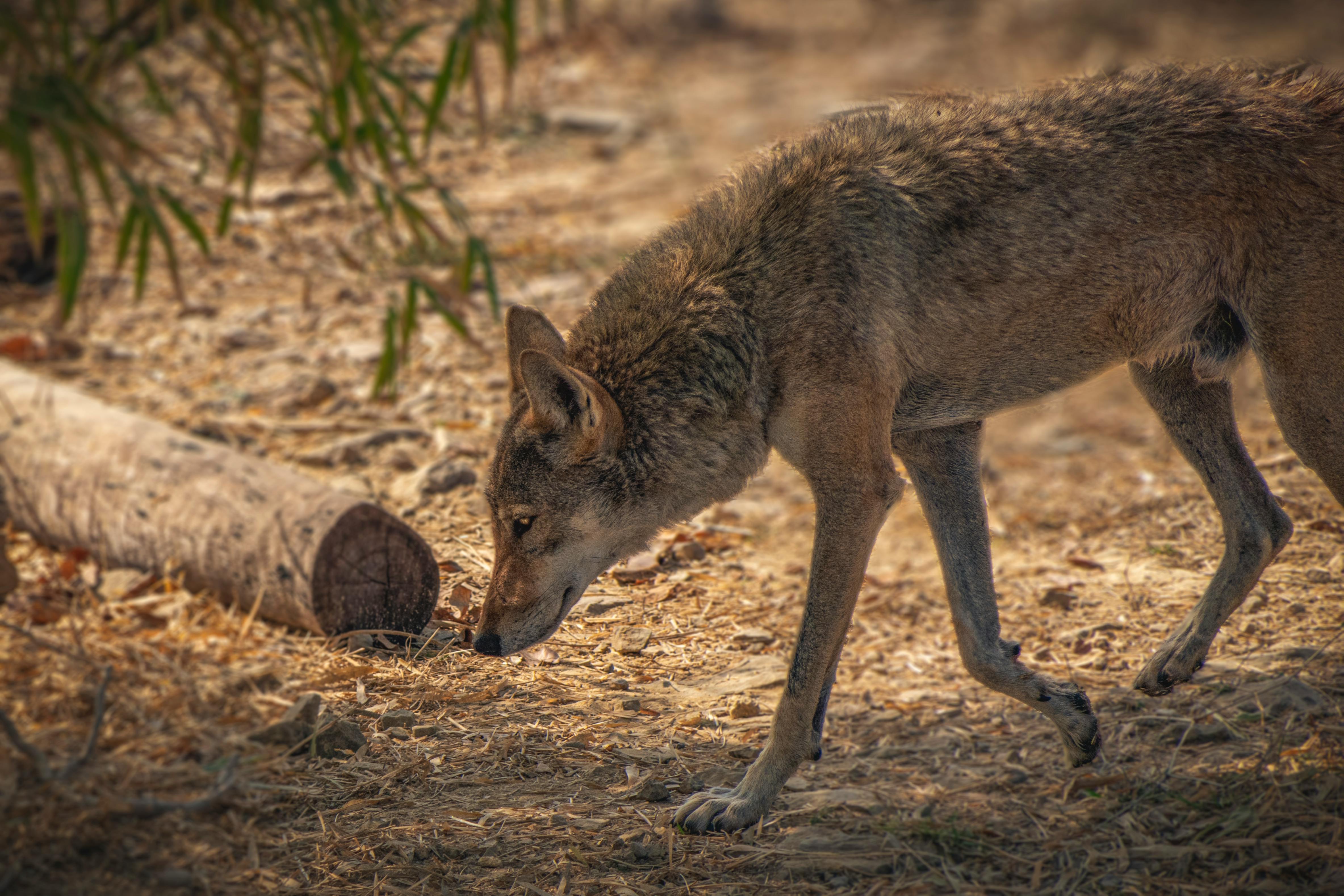 Aryan Gupta - Photography