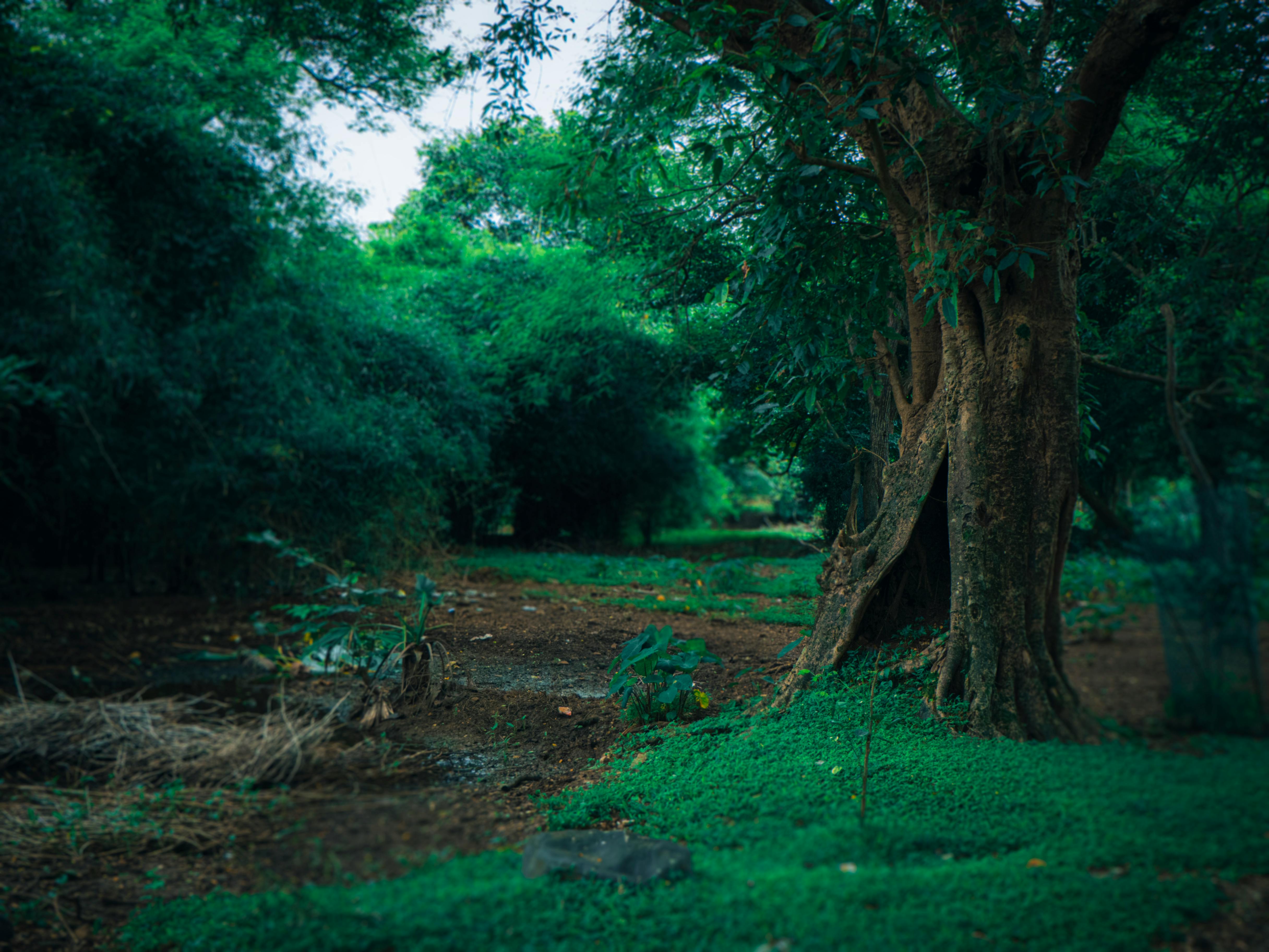 Aryan Gupta - Photography