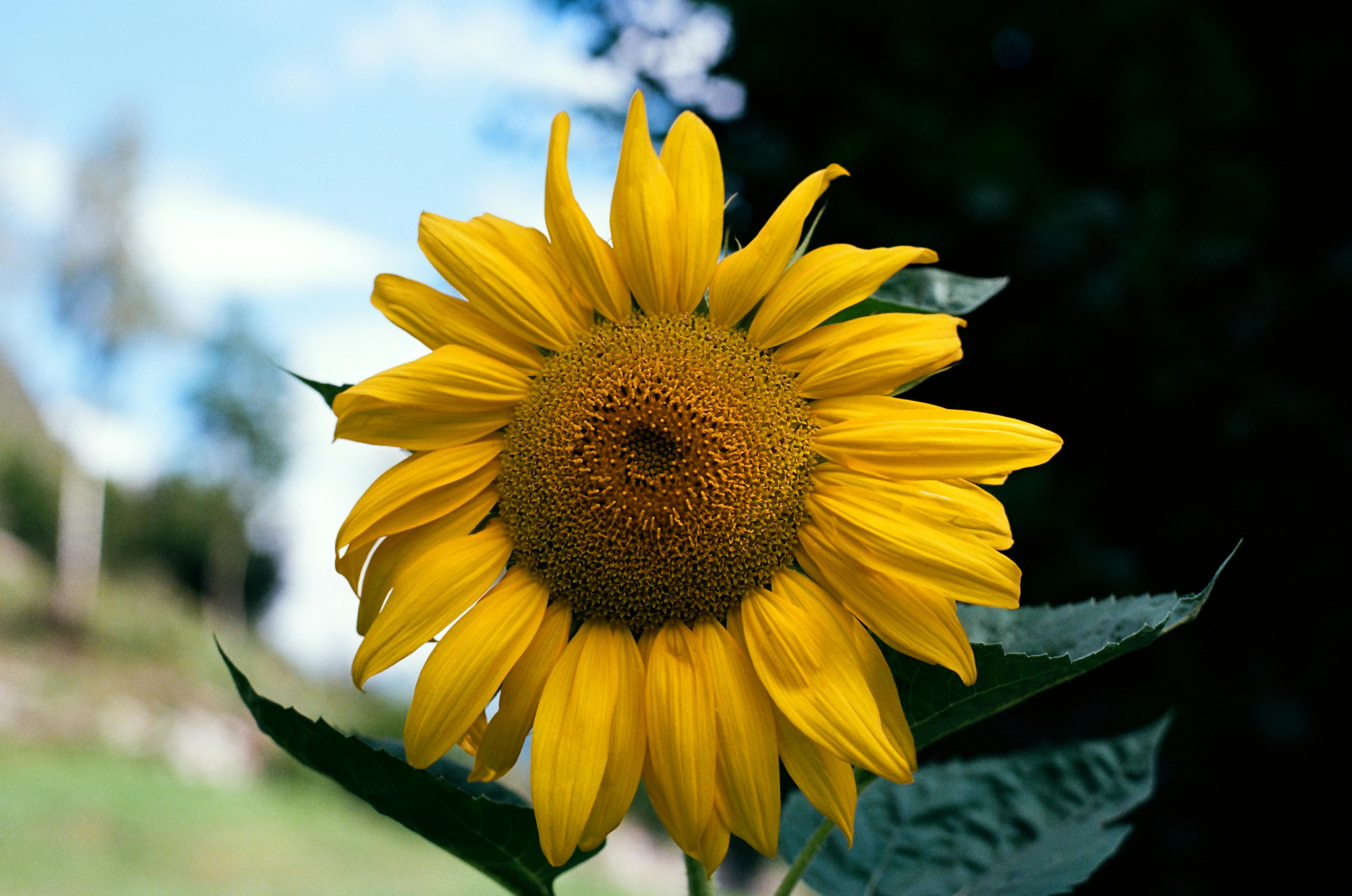 Close up of Sunflower · Free Stock Photo