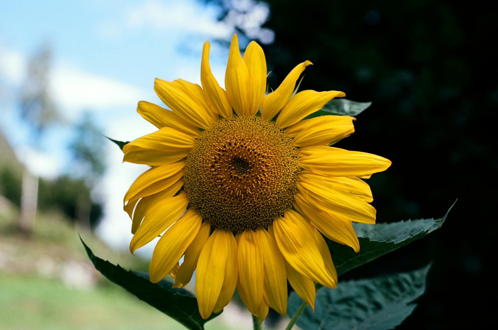 Sunflower Desktop Wallpaper Photos, Download The BEST Free Sunflower ...