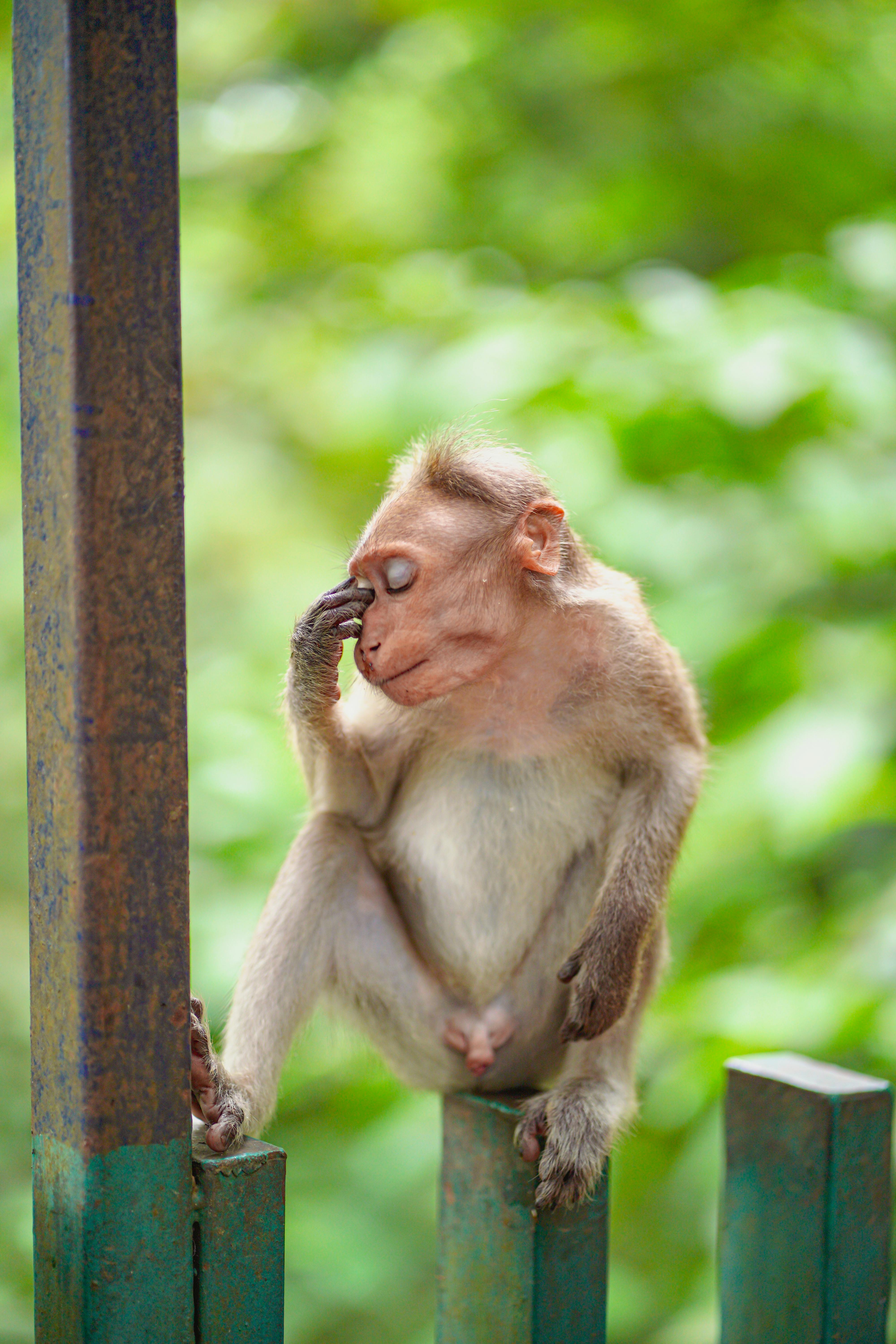 Wine Monkey Photos, Download The BEST Free Wine Monkey Stock Photos ...