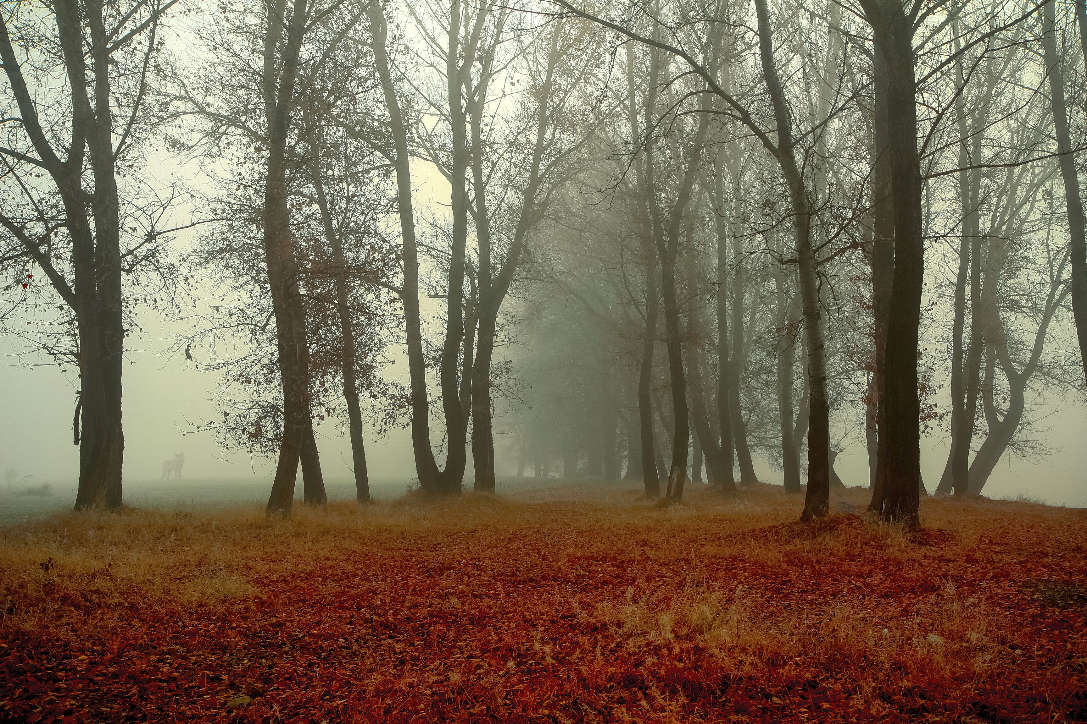 Dawn Landscape Photos, Download The BEST Free Dawn Landscape Stock ...
