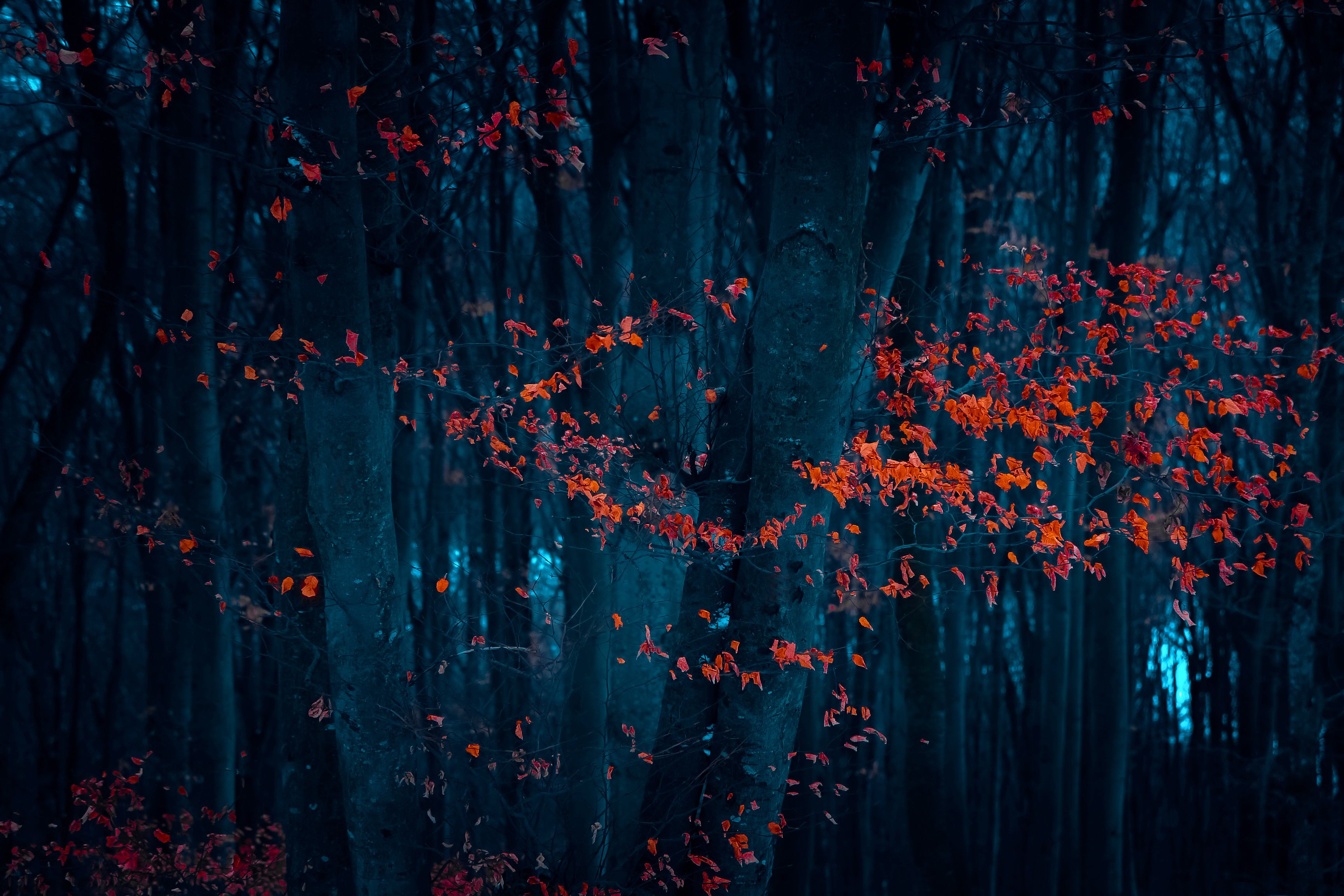 Forest Night Photos, Download The BEST Free Forest Night Stock Photos ...