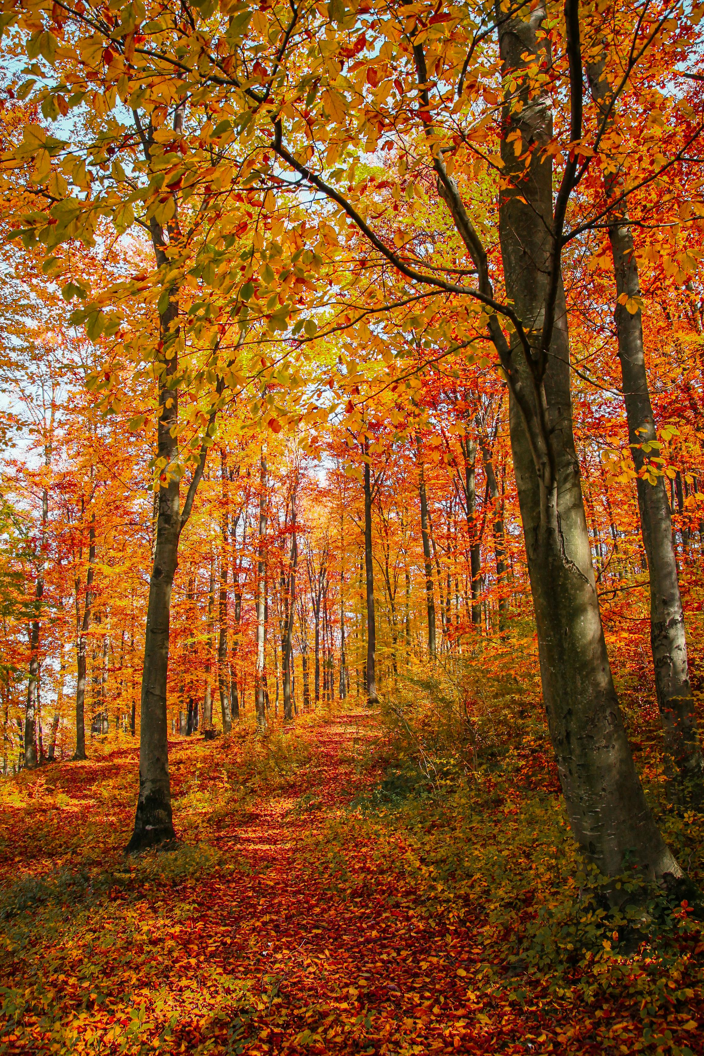 Colorful Forest in Autumn · Free Stock Photo