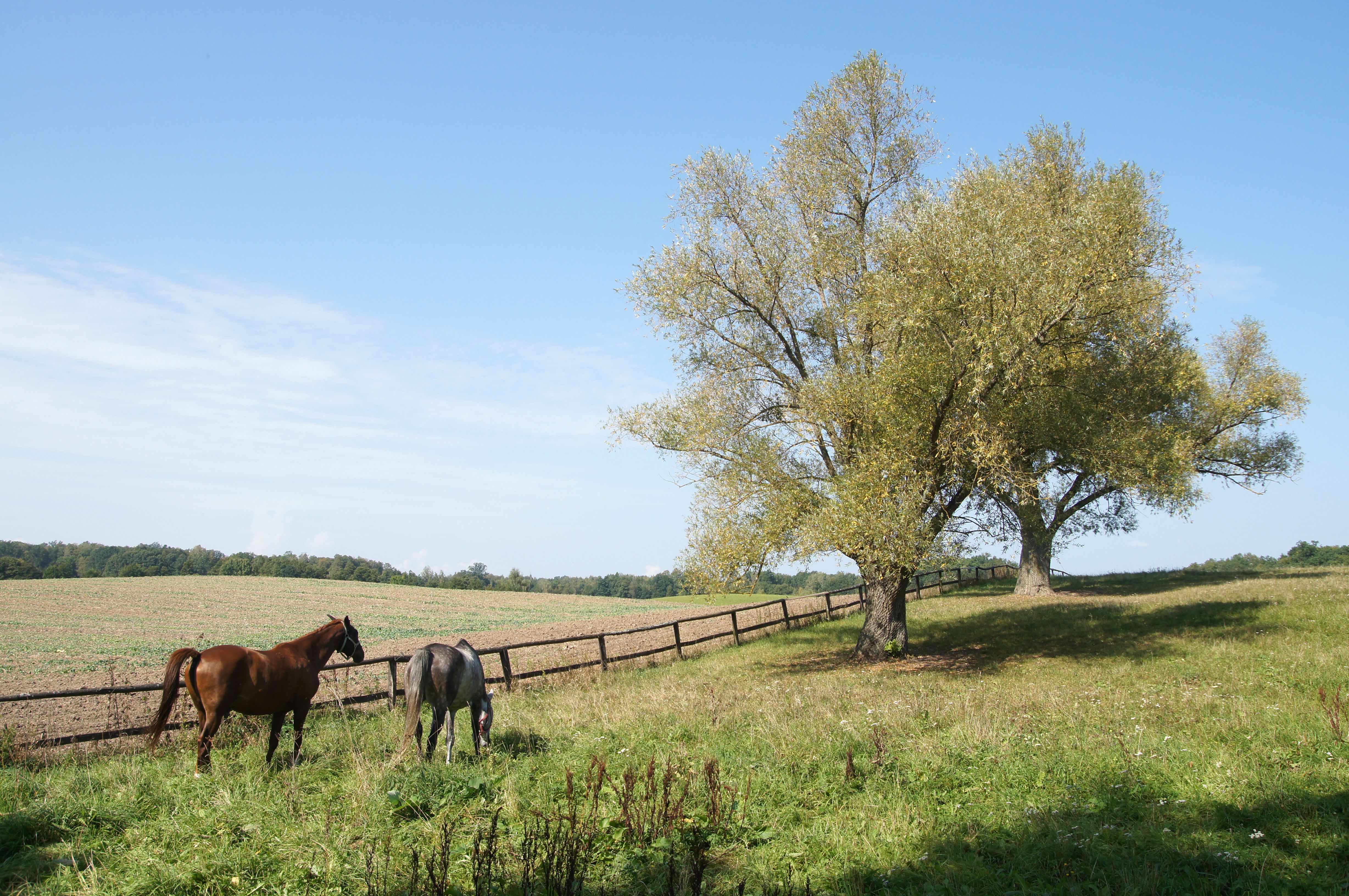 Horses Grazing on Fenced Pasture by Tree · Free Stock Photo