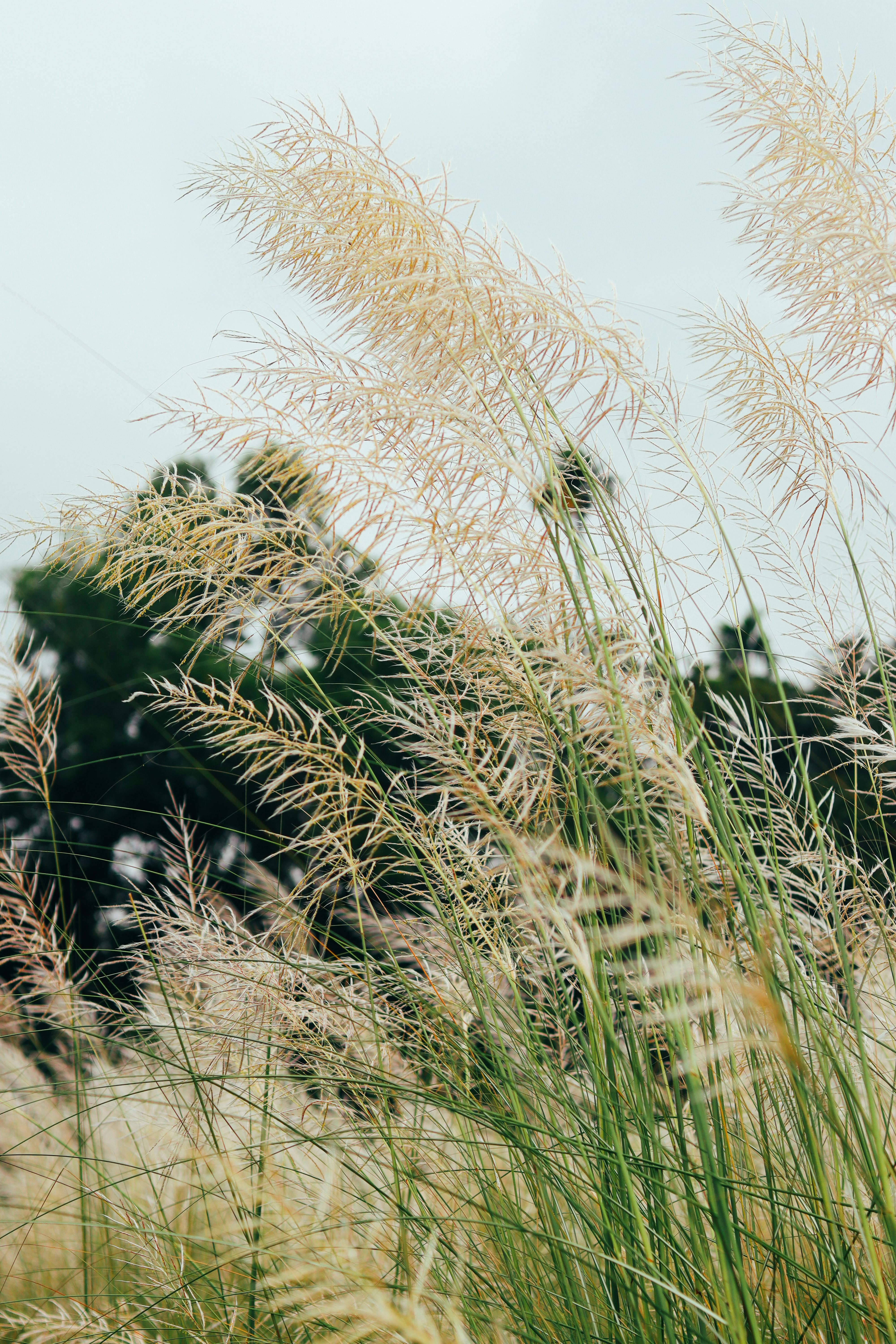 Fluffy Spikes of Grass · Free Stock Photo