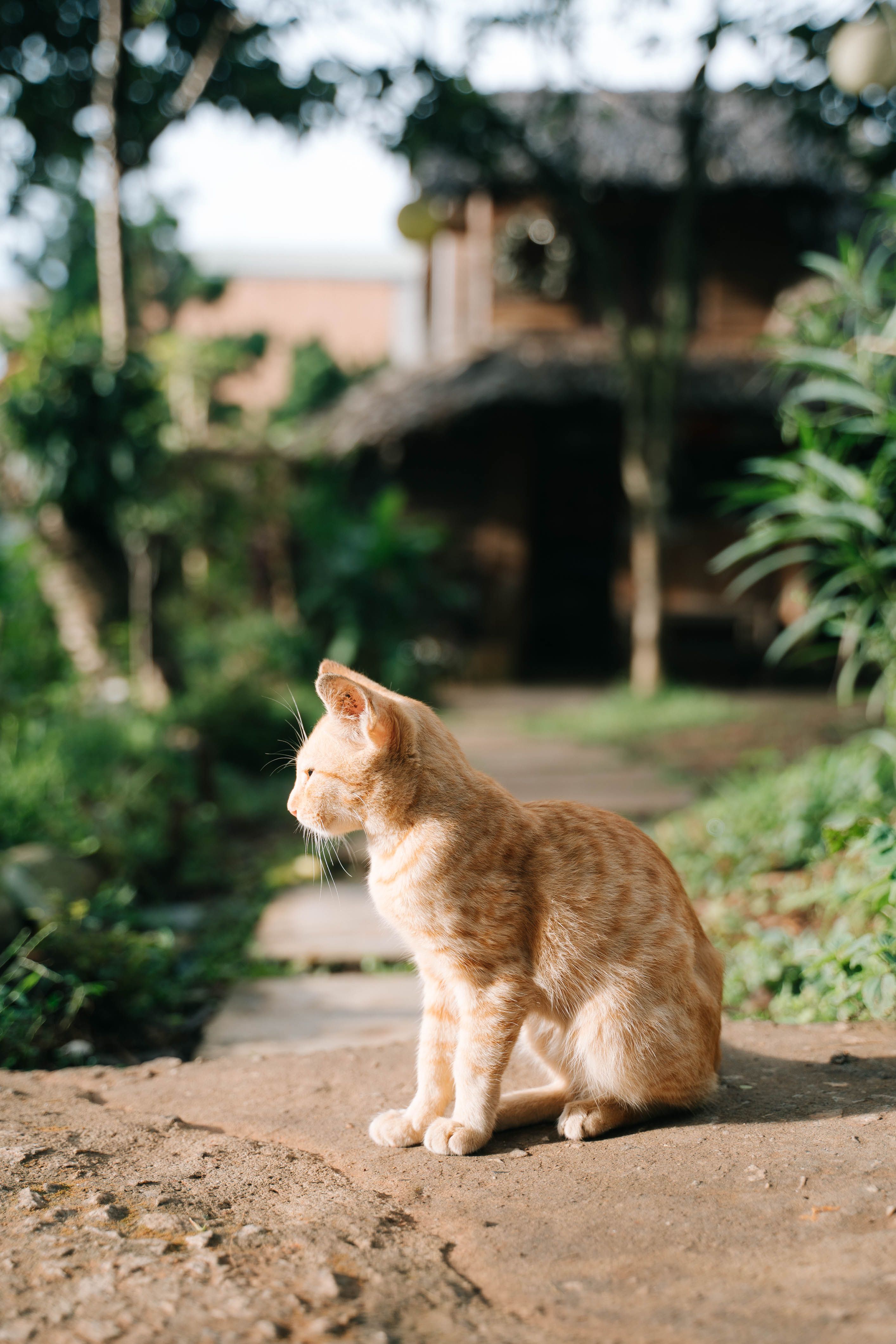Foto de stock gratuita sobre escaleras, follaje, fotografía de animales ...