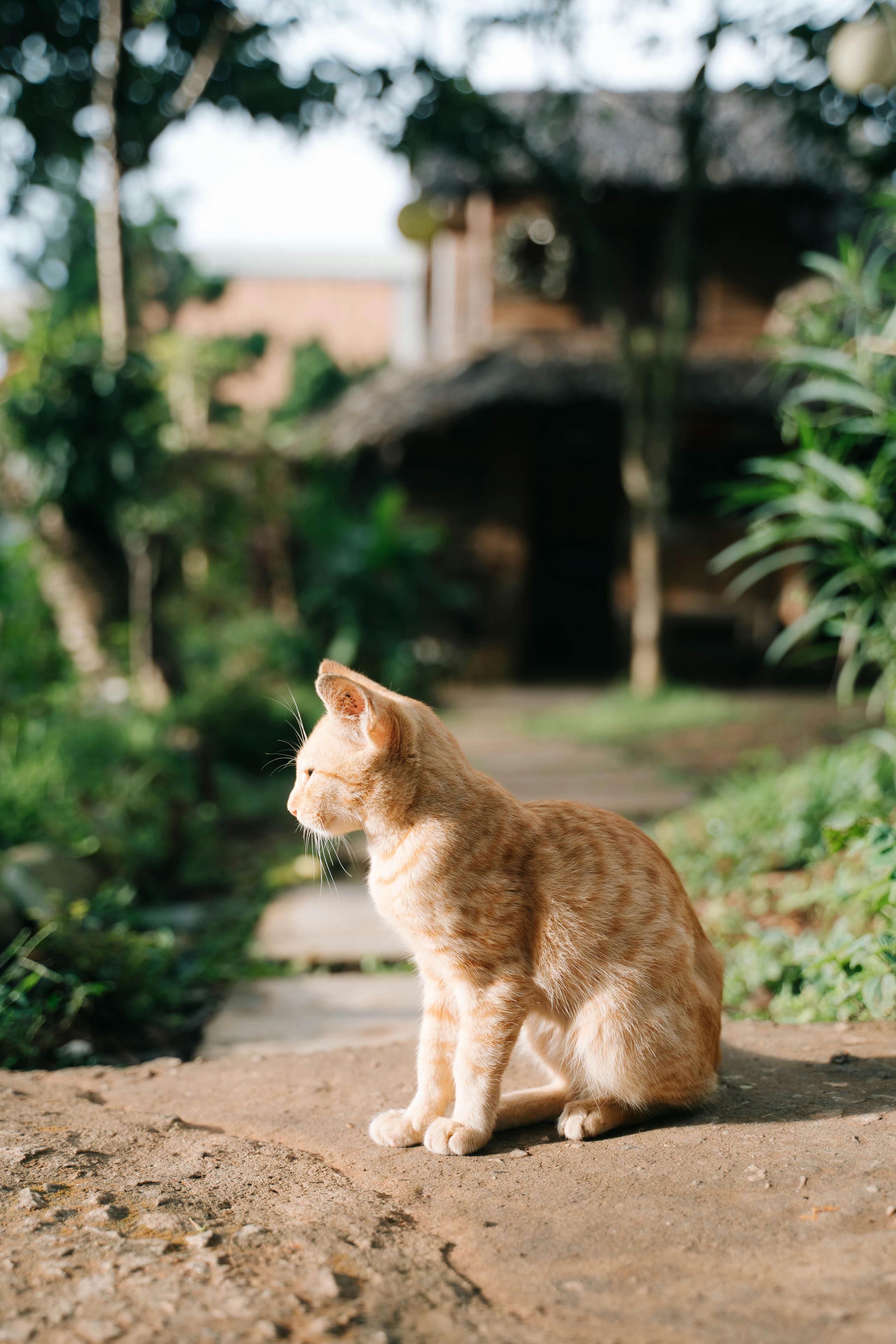 Ginger Tabby Cat Sitting on Stone Ground in Rural Yard · Free Stock Photo