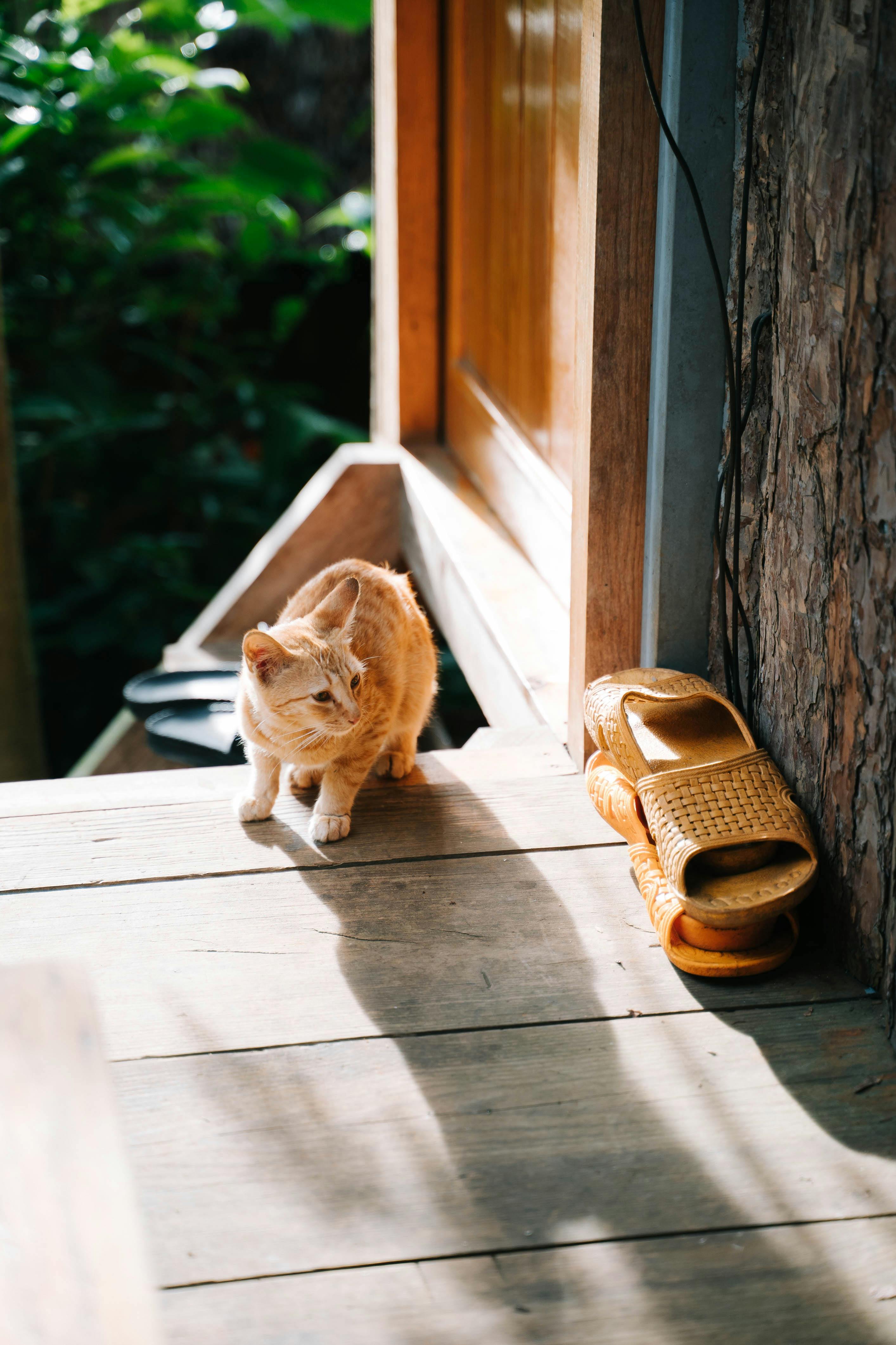 Animated Flip Flops Photos, Download The BEST Free Animated Flip Flops ...