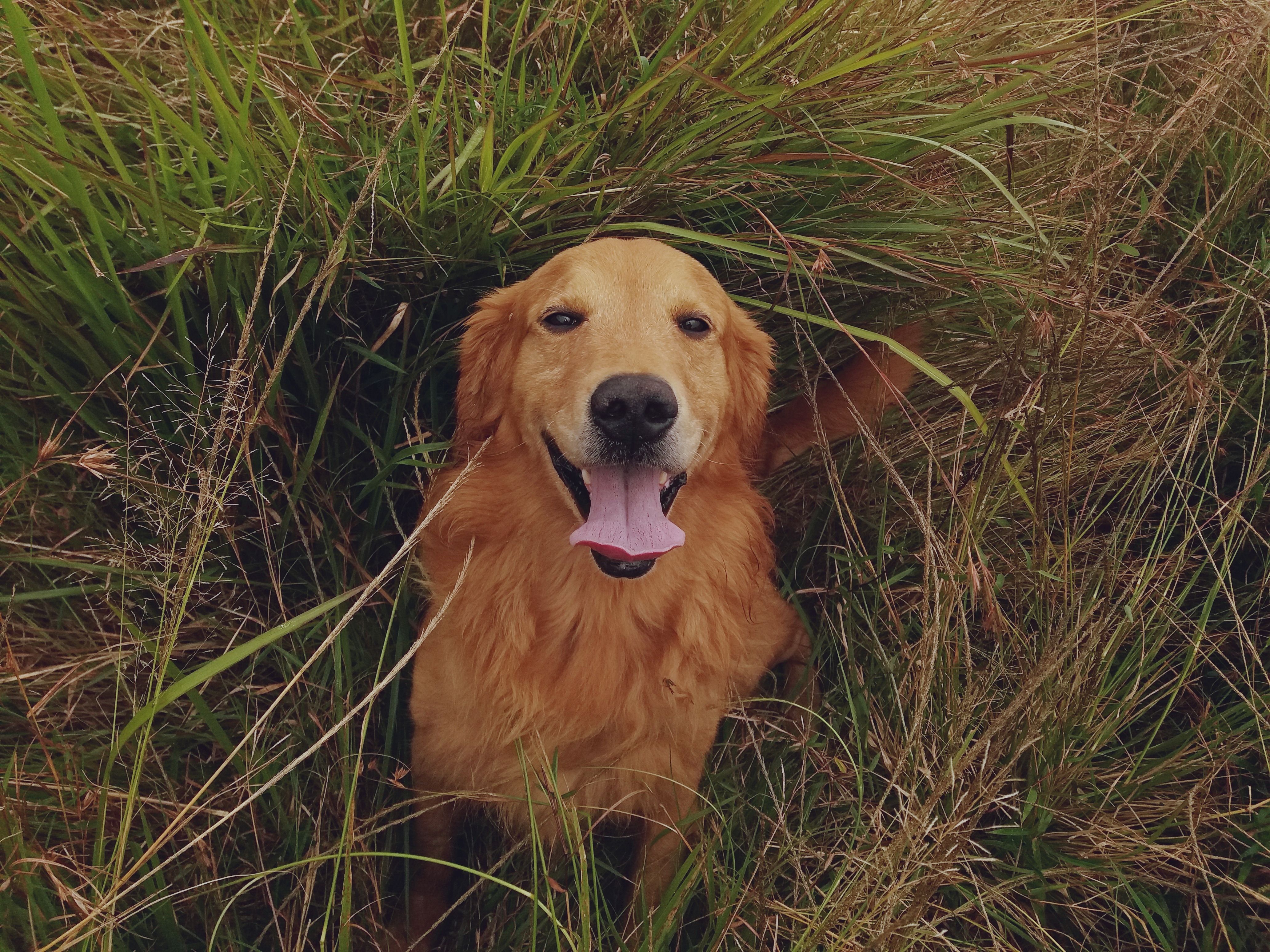 Golden Retrievers Wallpaper Photos, Download The BEST Free Golden ...