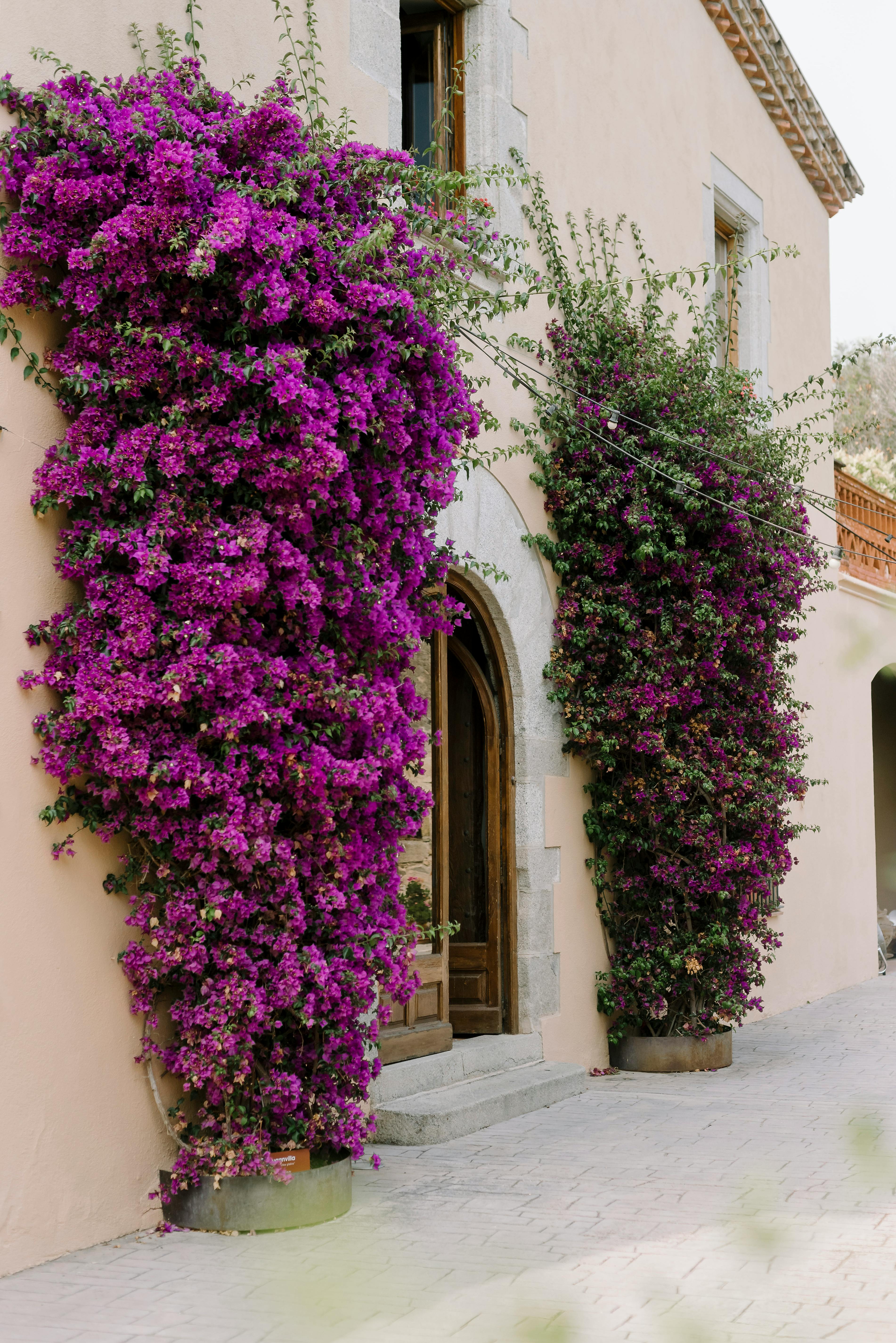 Purple Bushes Blooming in front of a House Entrance · Free Stock Photo