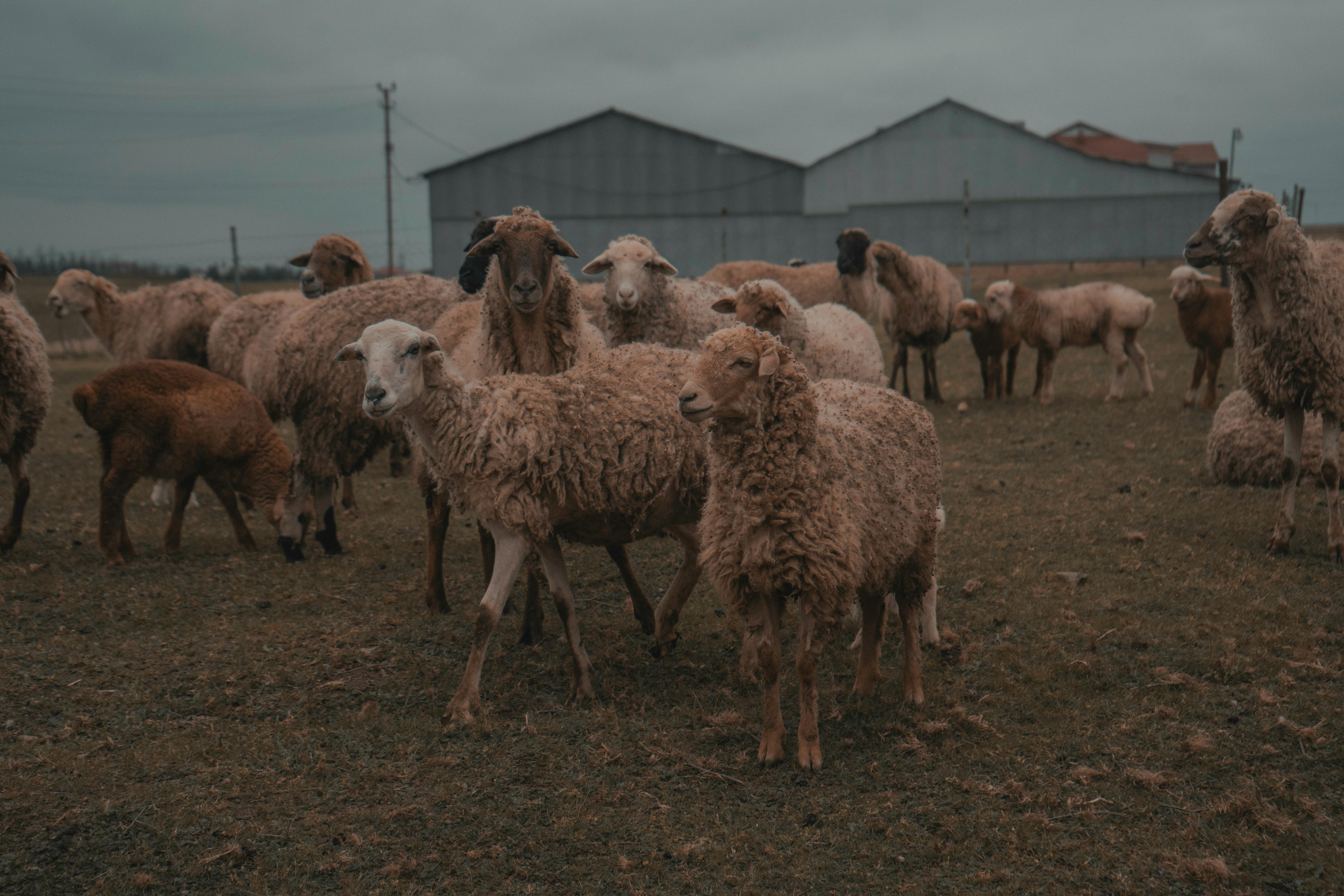 Merino Sheep on Rock Mountain · Free Stock Photo