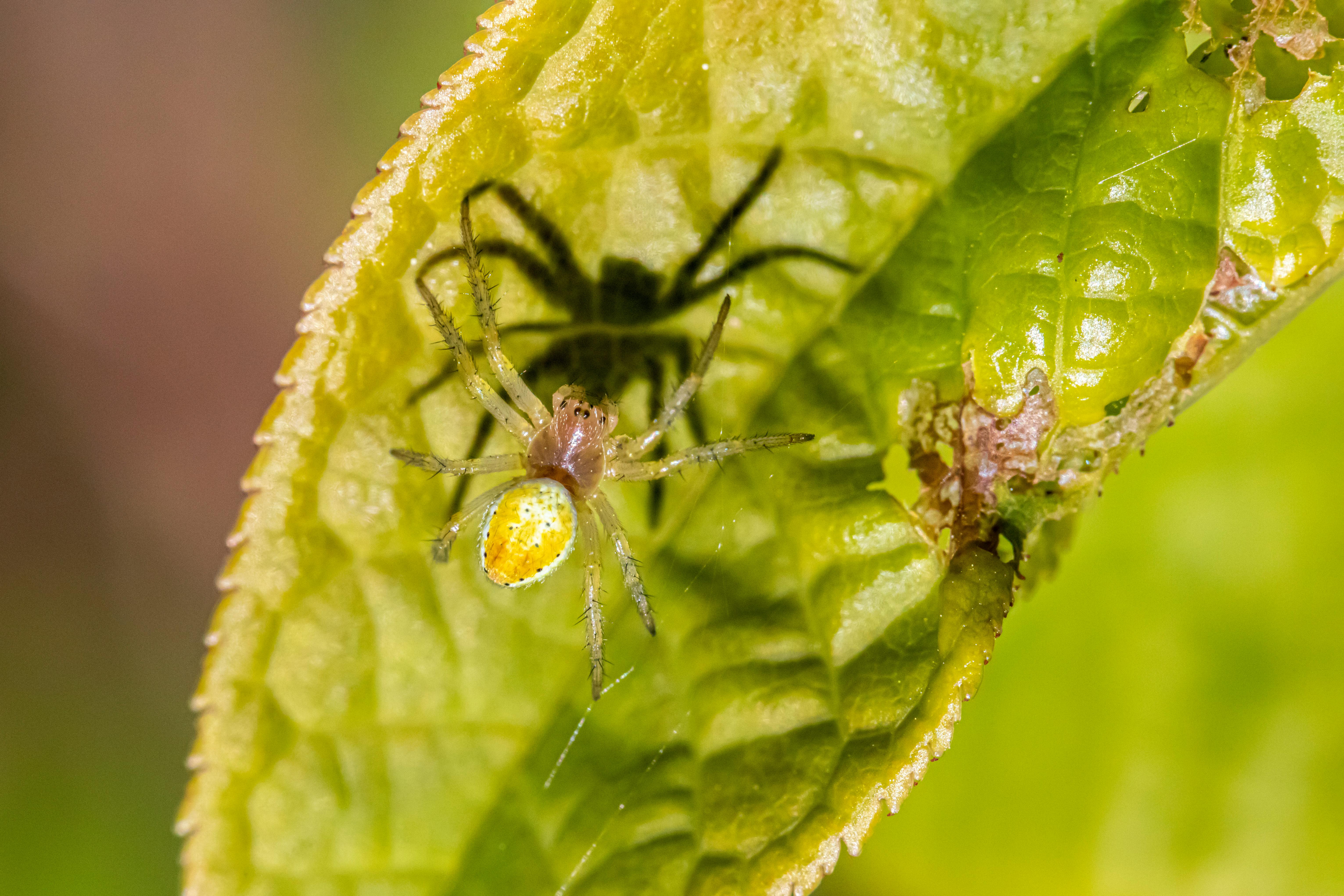 Close-up Photography of Red Spider Mites · Free Stock Photo