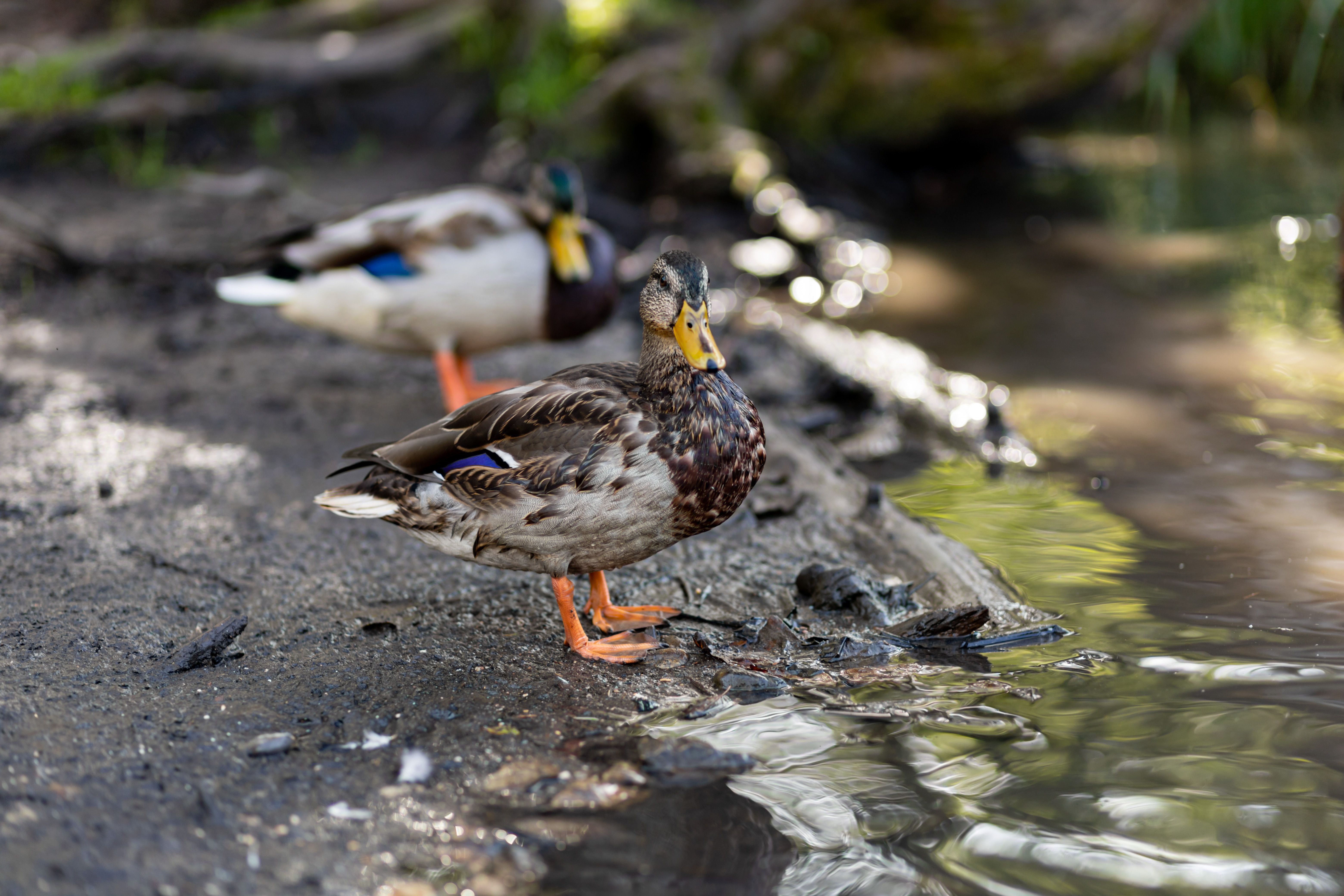 Photo of Two Mallard Ducks · Free Stock Photo