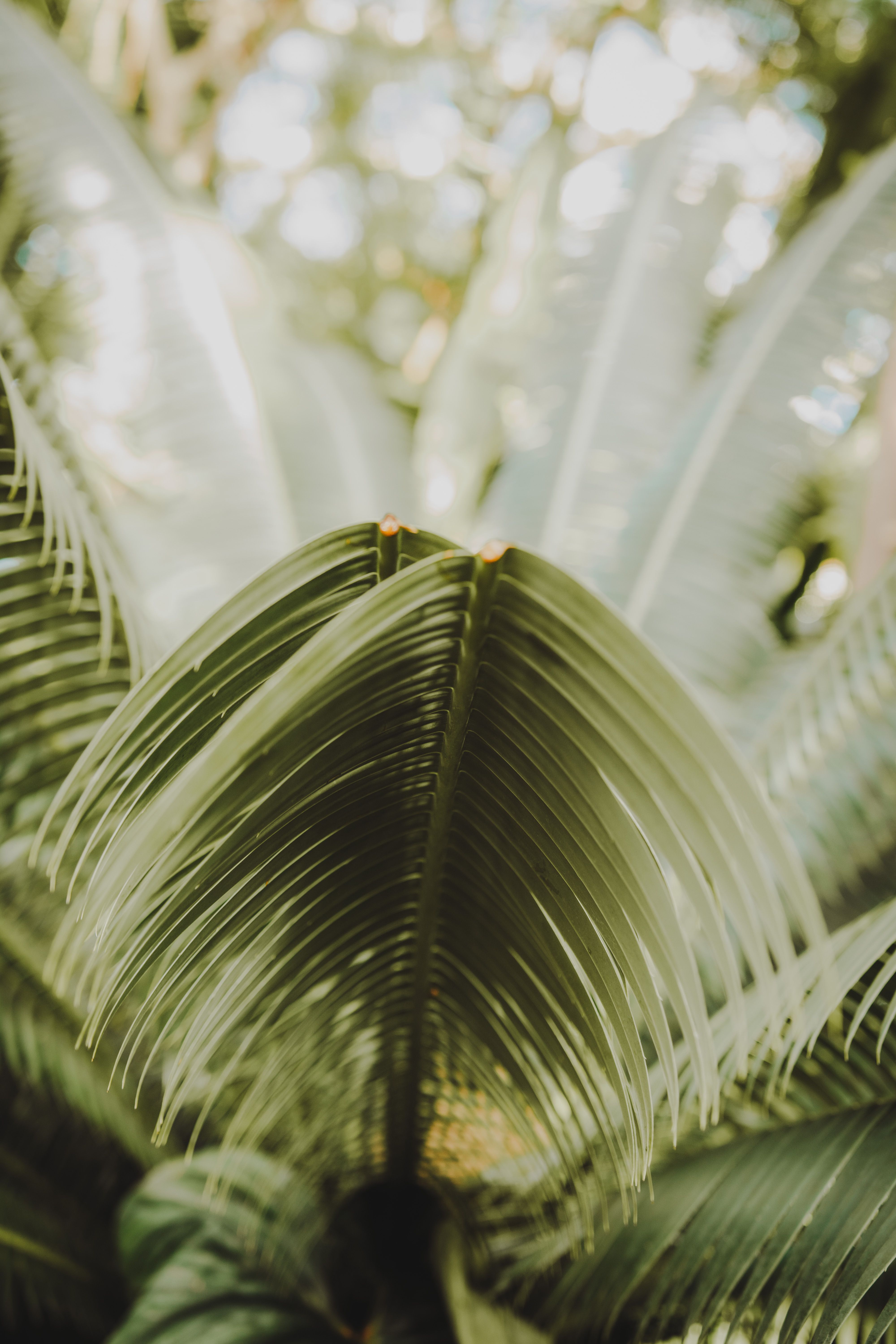 Forest Pluviale Photos, Download The BEST Free Forest Pluviale Stock ...