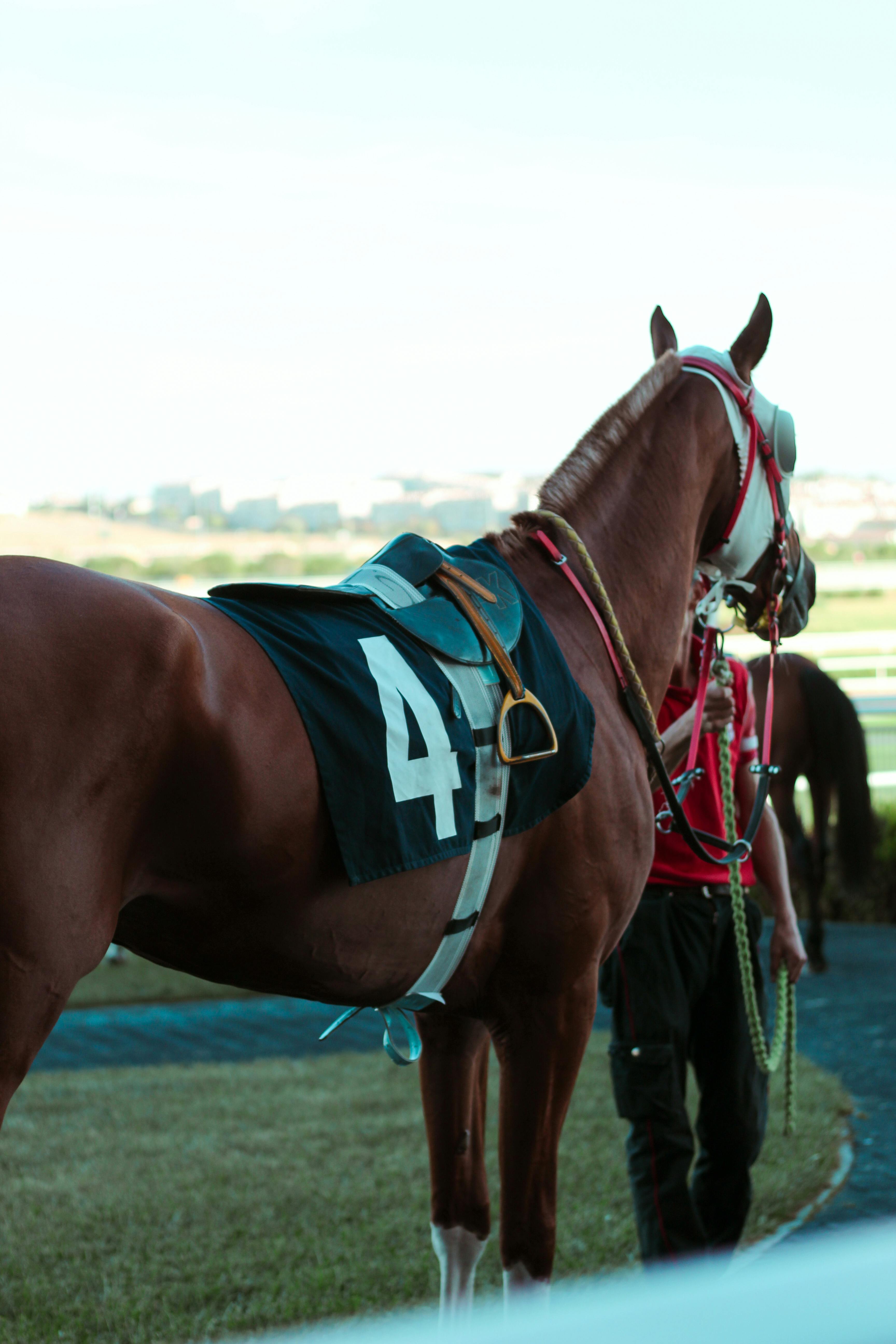 Racehorse Photos, Download The BEST Free Racehorse Stock Photos & HD Images