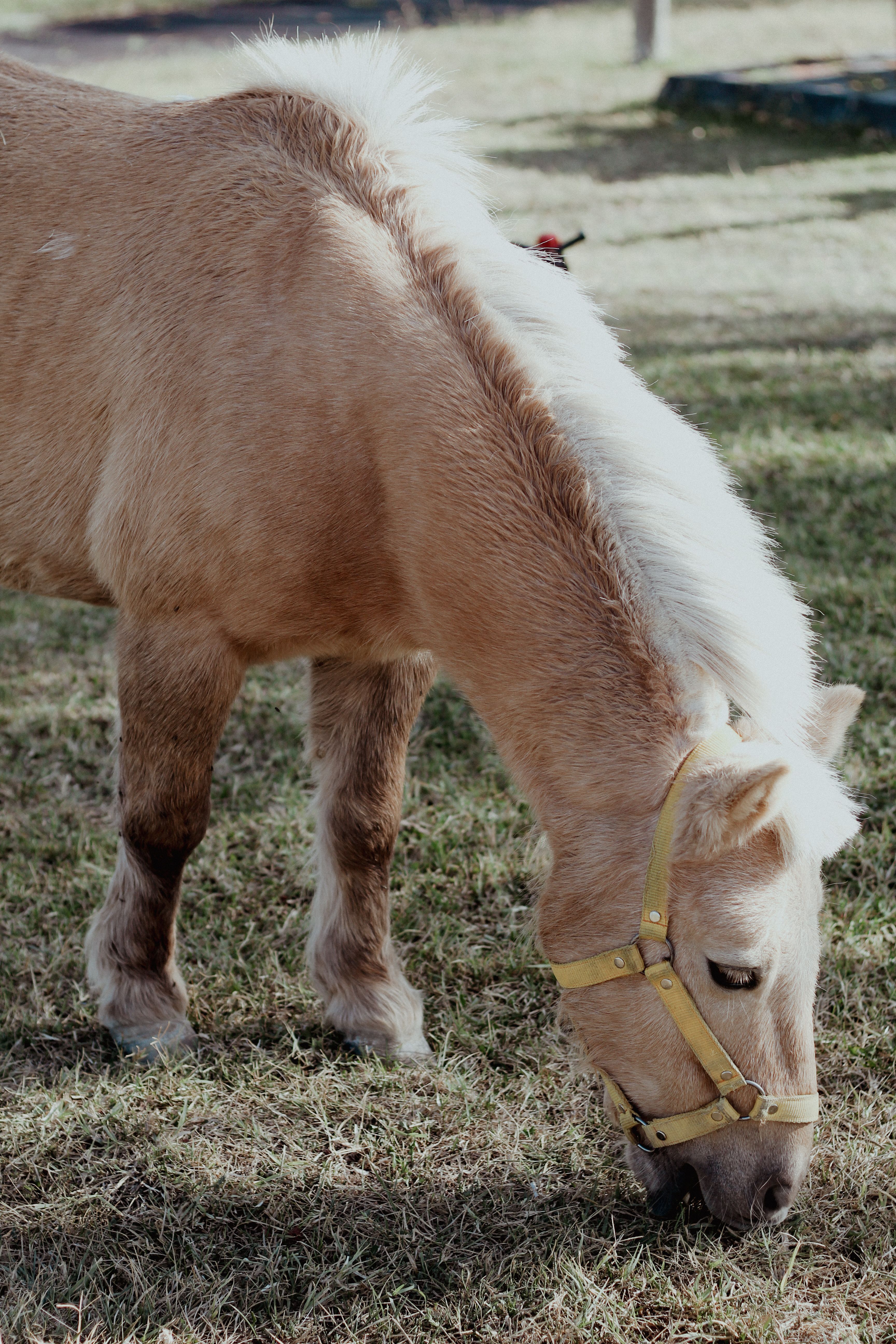 Fjord Horse on Pasture · Free Stock Photo