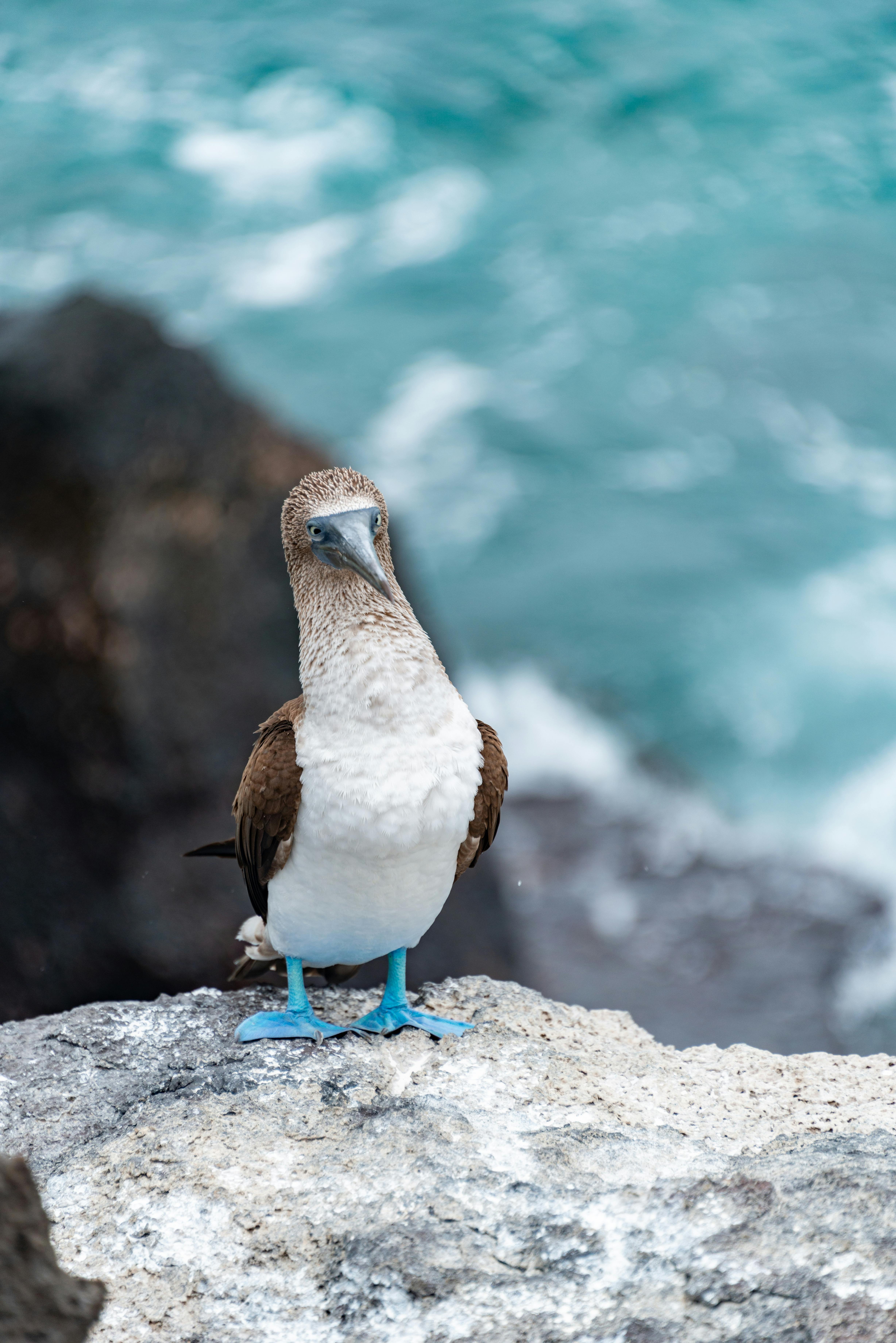 Blue Footed Booby Bird Photos, Download The BEST Free Blue Footed Booby ...