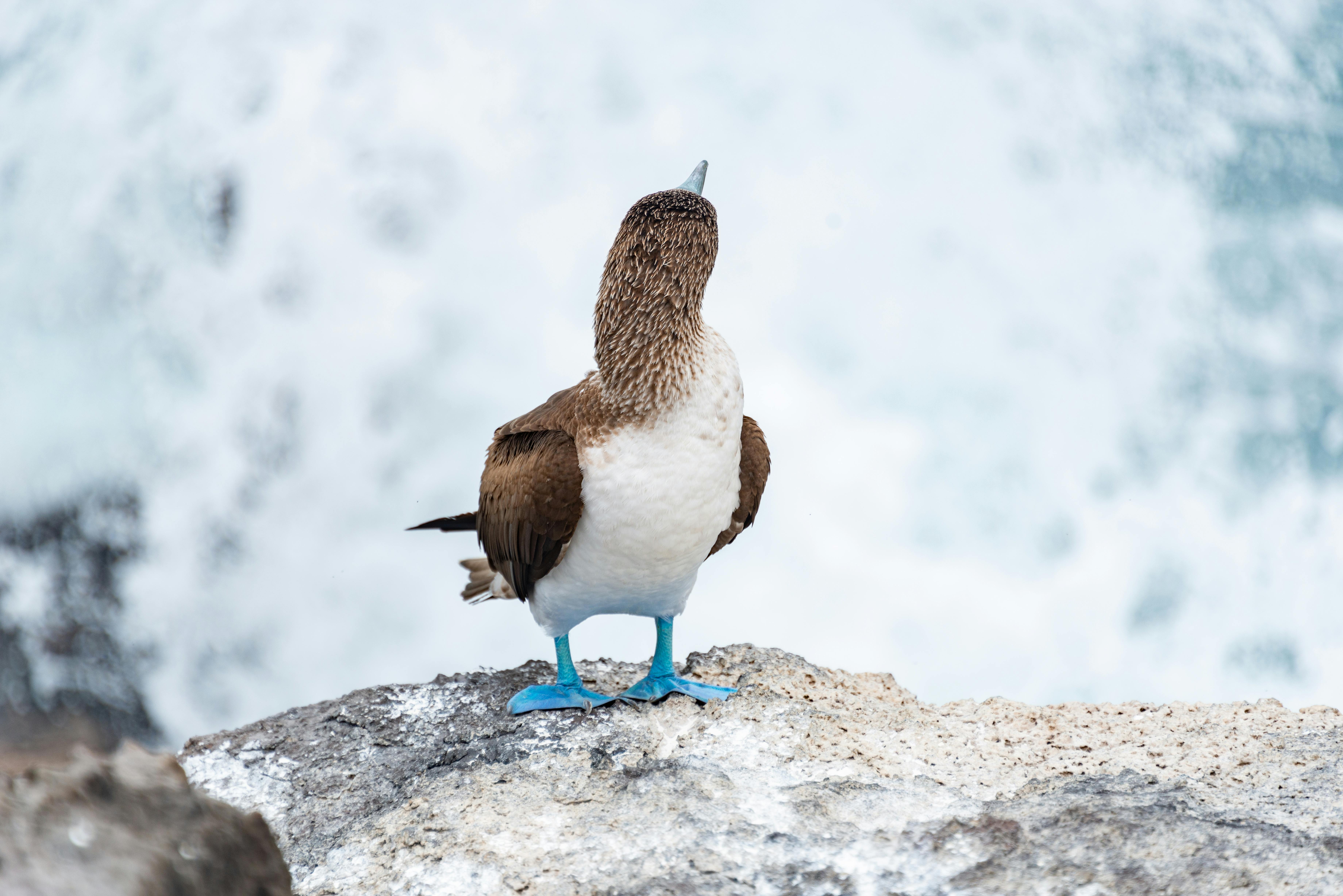 Blue Footed Booby Bird Photos, Download The BEST Free Blue Footed Booby ...