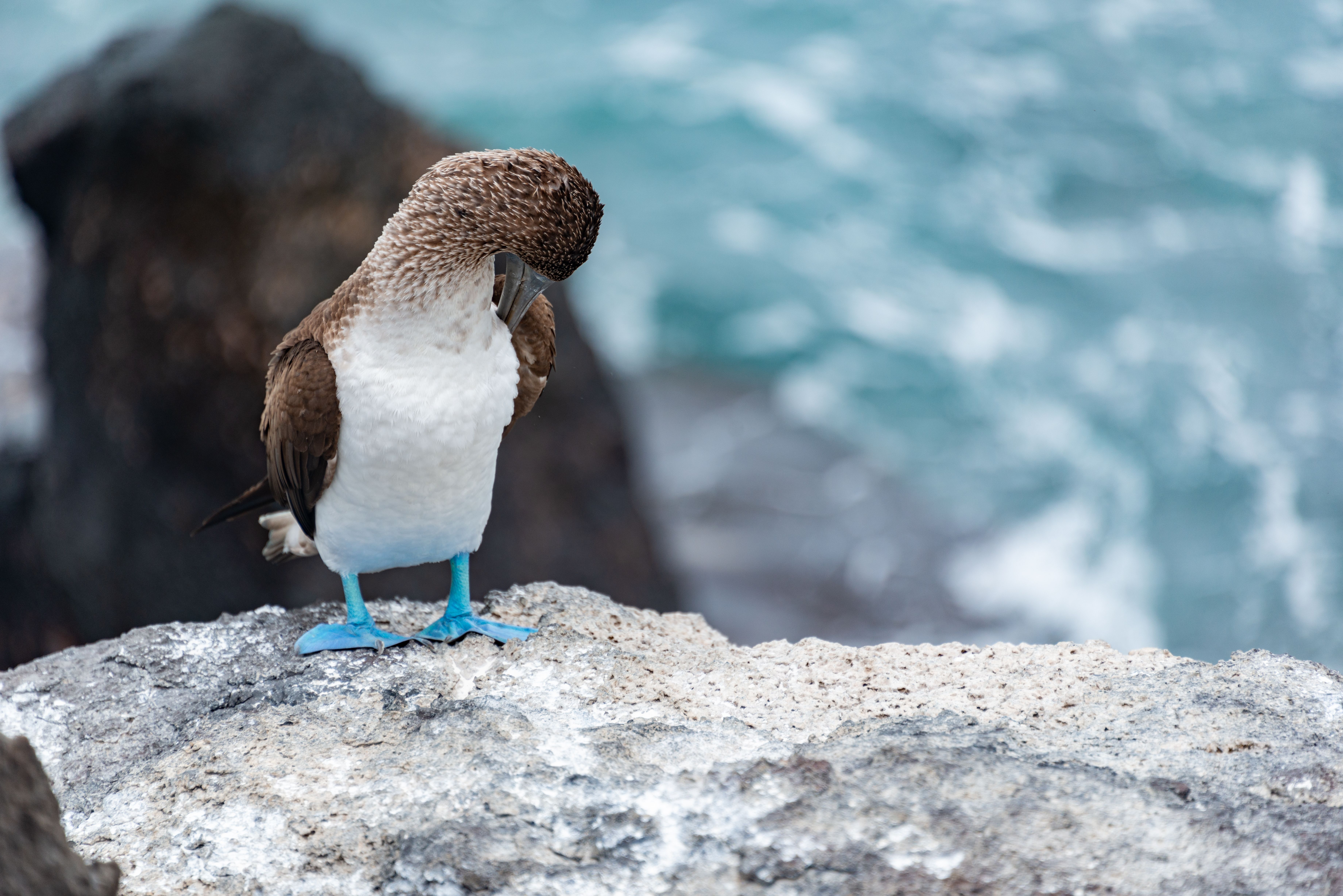 Blue Footed Booby Preening Feathers · Free Stock Photo