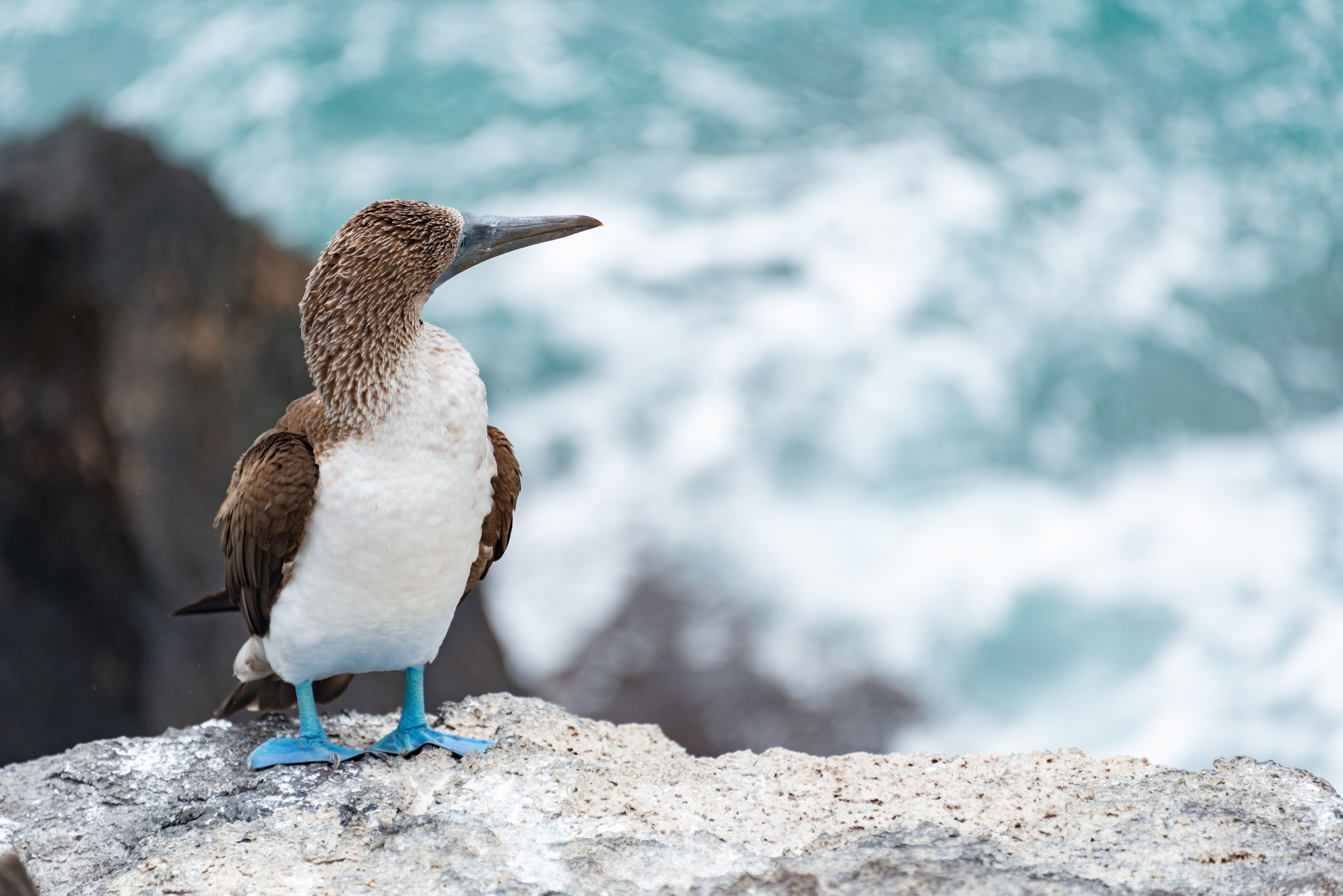 Blue Footed Booby Looking around · Free Stock Photo