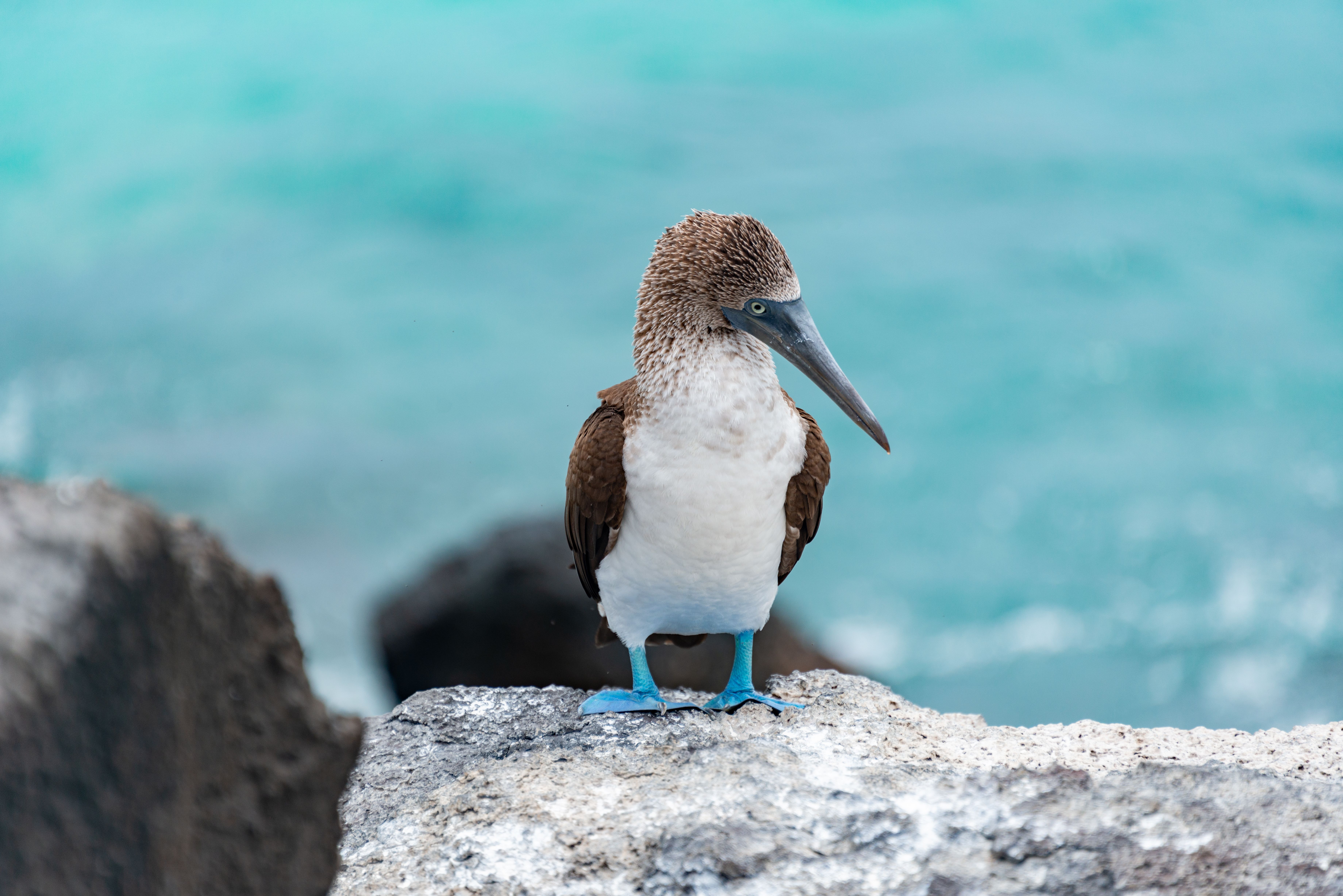 Blue Footed Booby in Close Up · Free Stock Photo