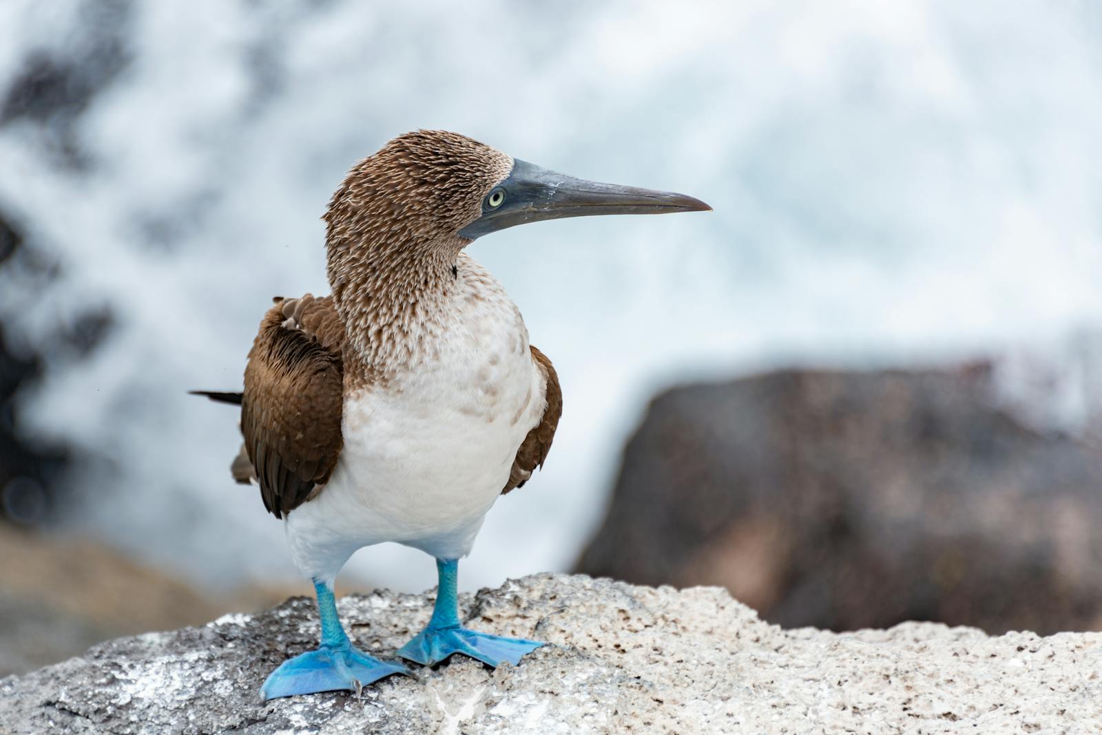 Blue Footed Booby Bird Photos, Download The BEST Free Blue Footed Booby ...