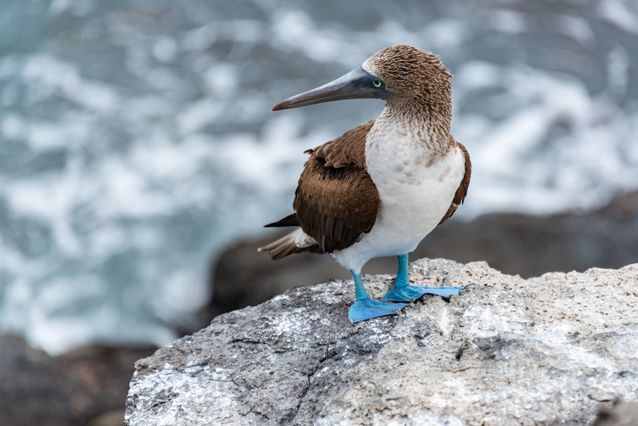 Blue Footed Boobies: Nature's Colorful Seabirds Explained