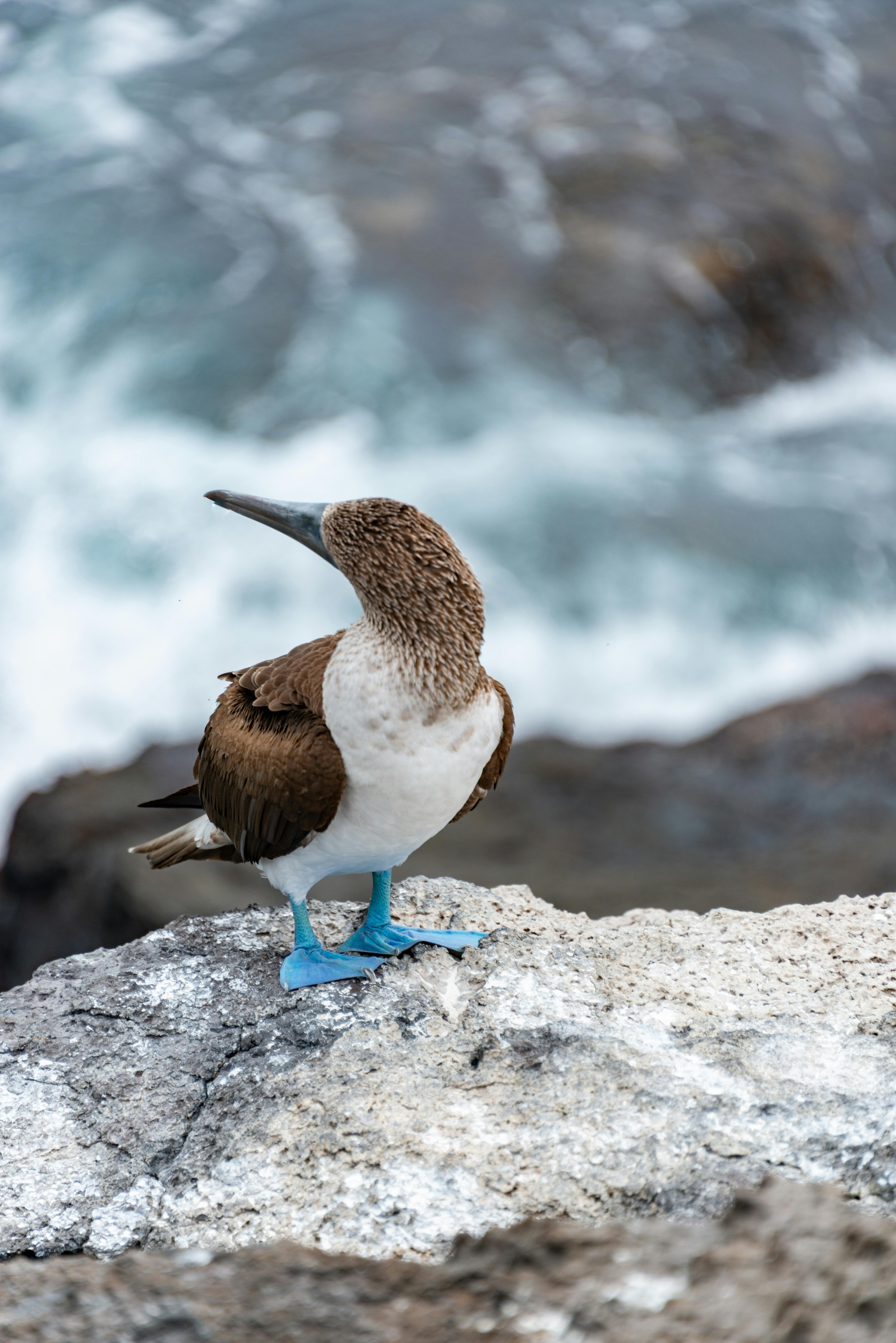 Sula Satyagraha Photos, Download The BEST Free Sula Satyagraha Stock ...