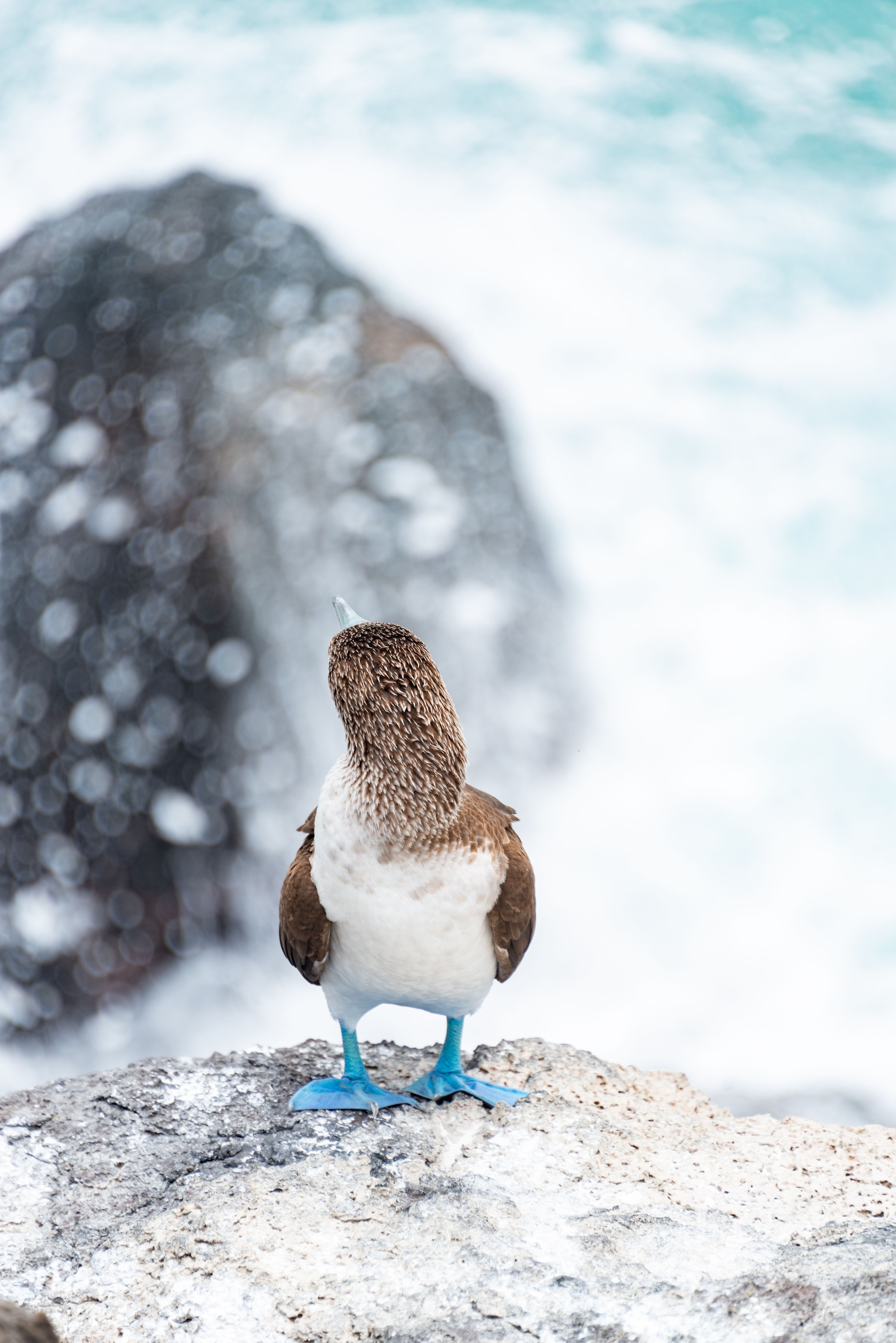 Blue-Footed Booby Bird Looking Behind Him · Free Stock Photo