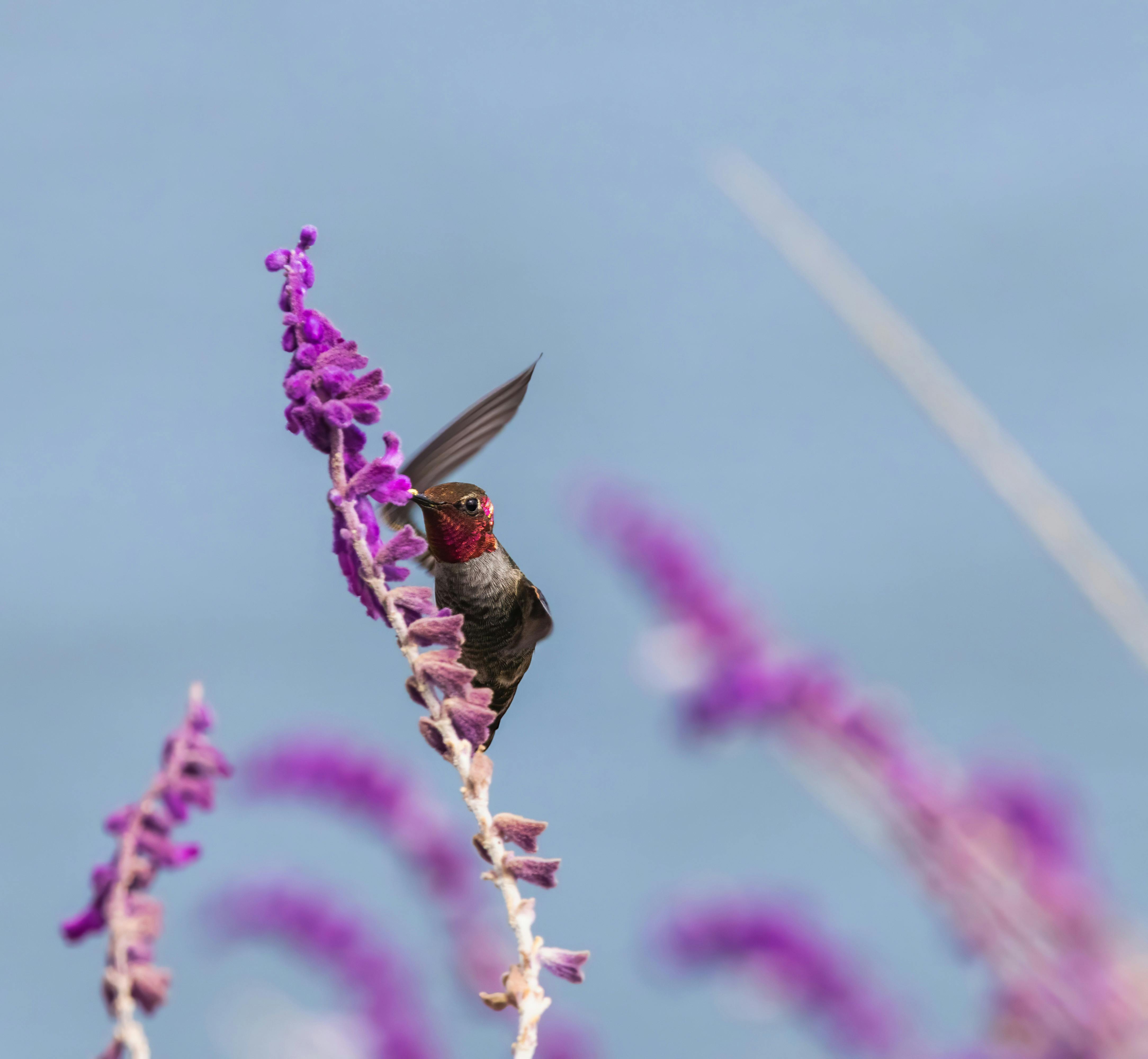 Close up of Hummingbird on Purple Flowers · Free Stock Photo