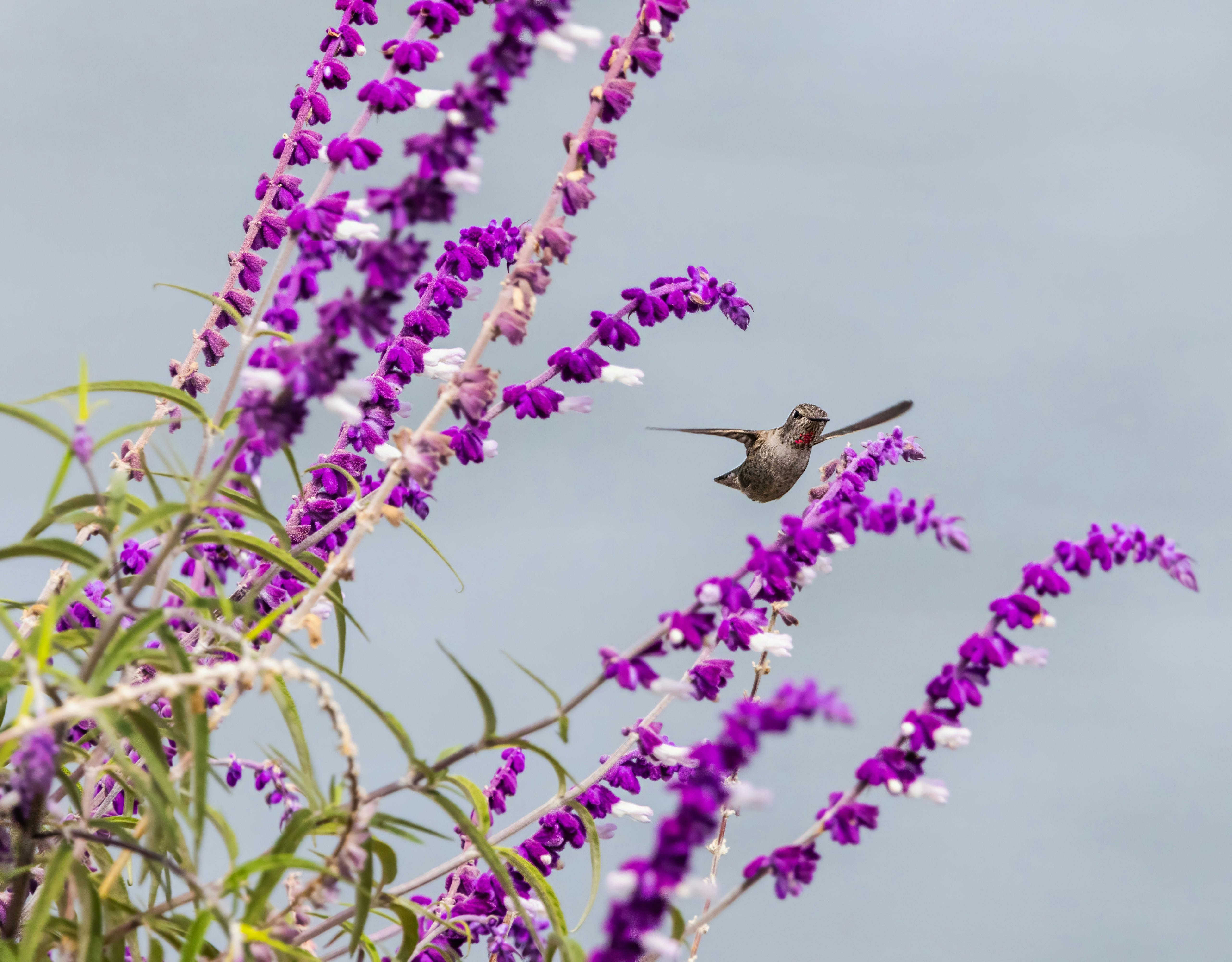 Purple Hummingbird Photos, Download The BEST Free Purple Hummingbird ...