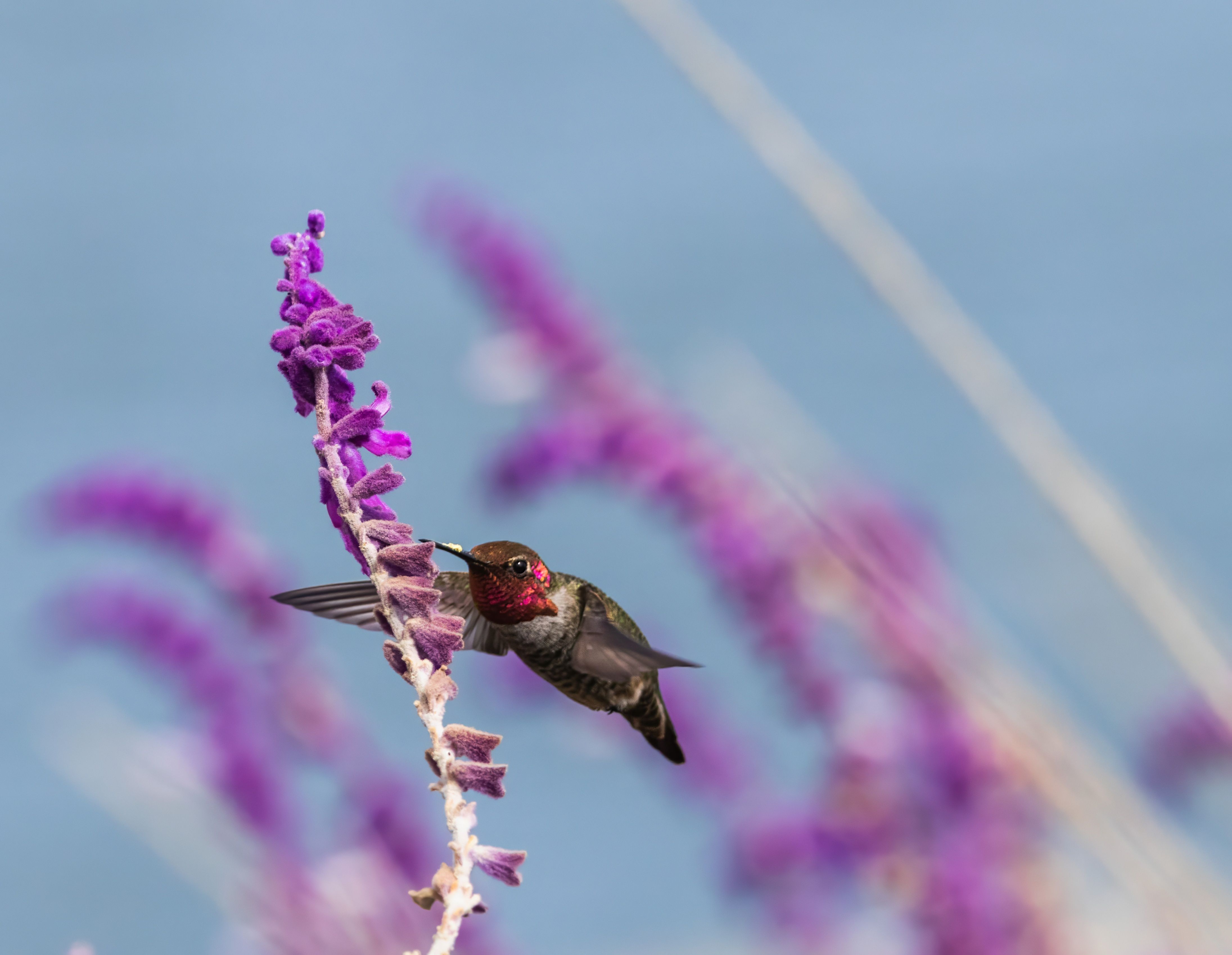 Close-Up Photo of Hummingbird Near Flowers · Free Stock Photo