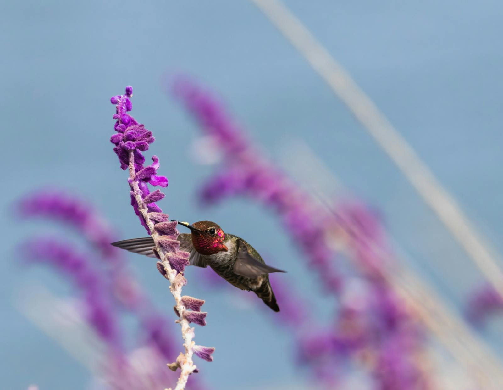 Lavender Birds Photos, Download The BEST Free Lavender Birds Stock ...