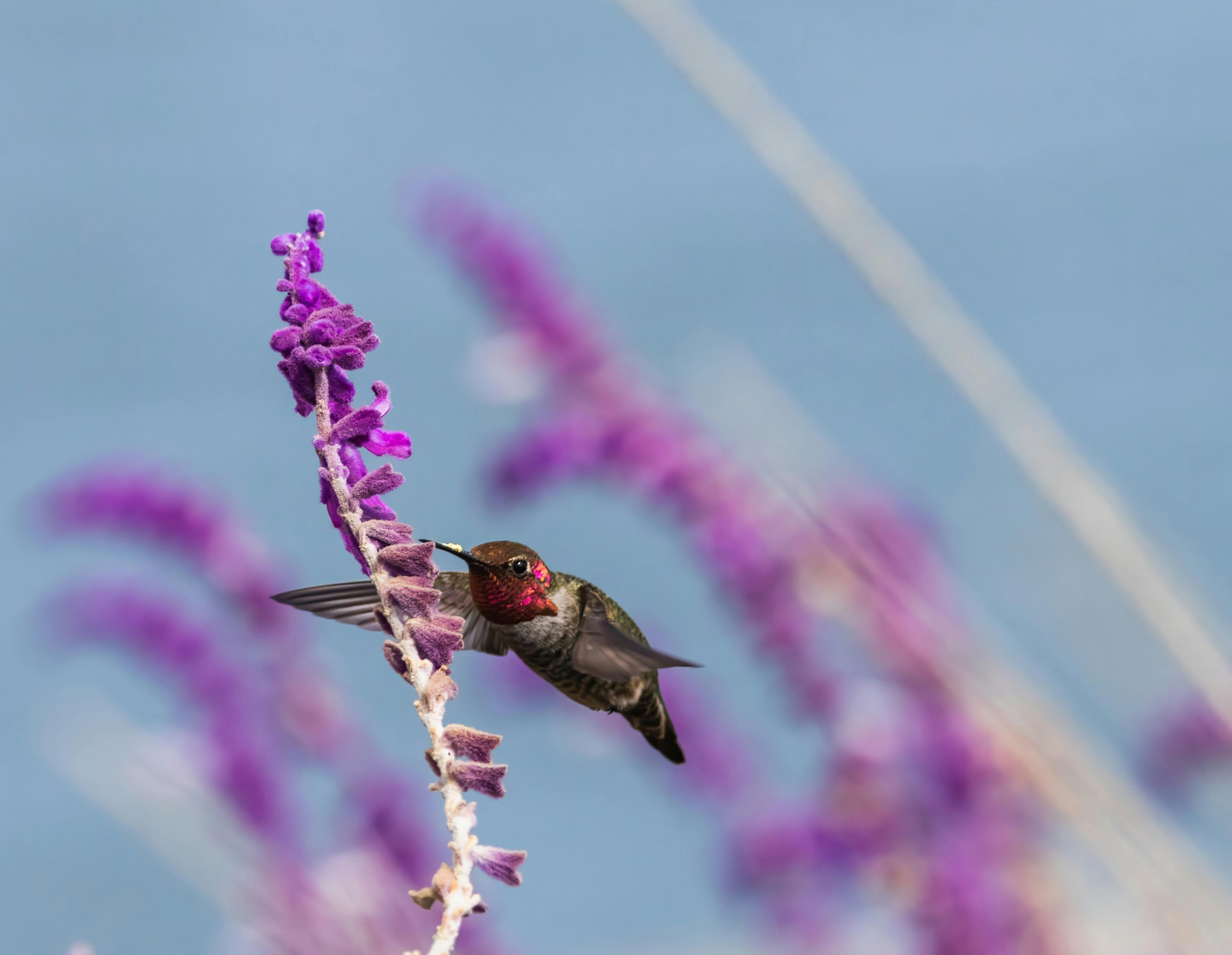 Photo gratuite de animal, colibri, couleur lavande, faune, fleur ...