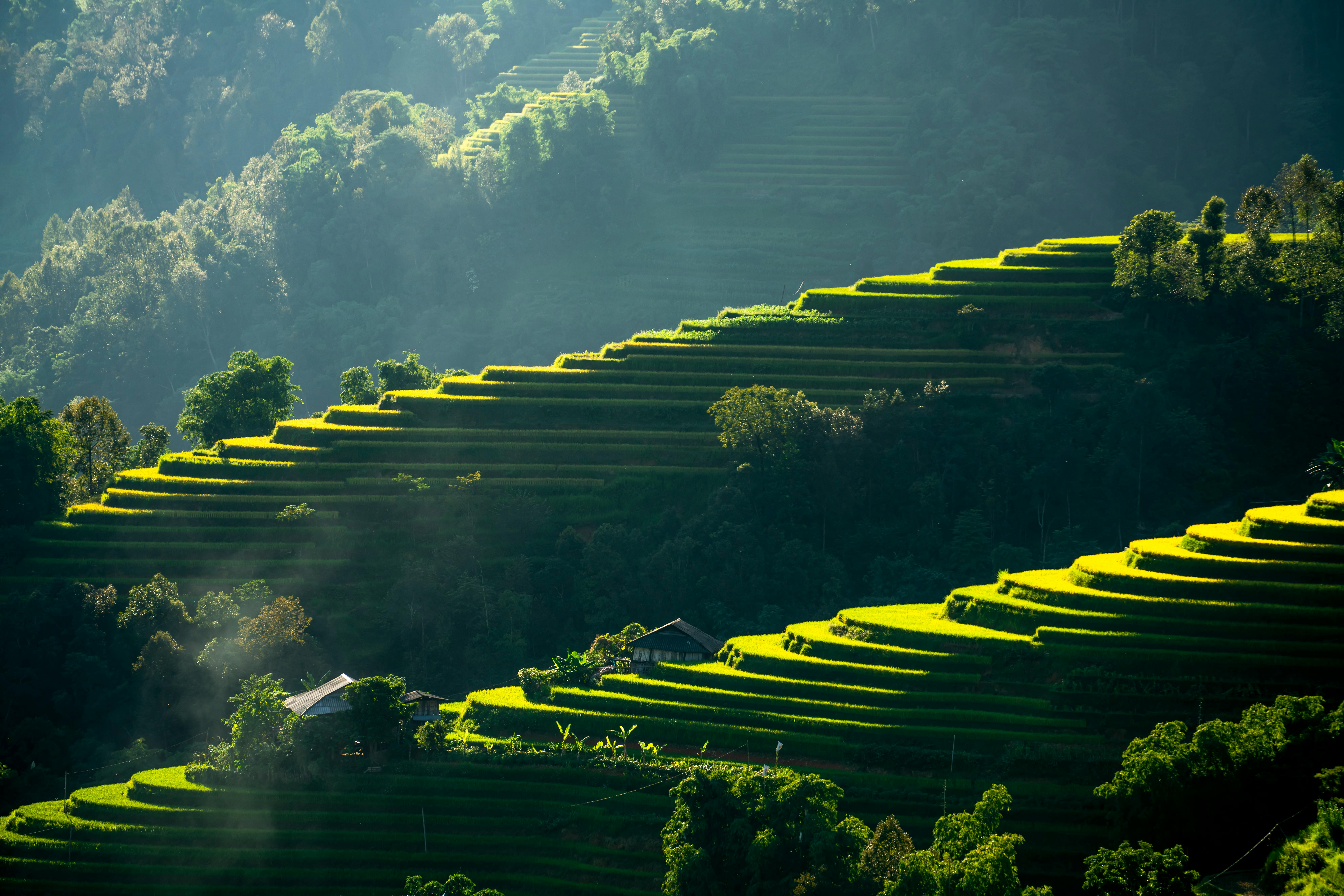 Landscape of Terrace Plantation · Free Stock Photo